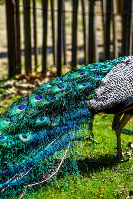 Zoo Paugres Ardeche free image download