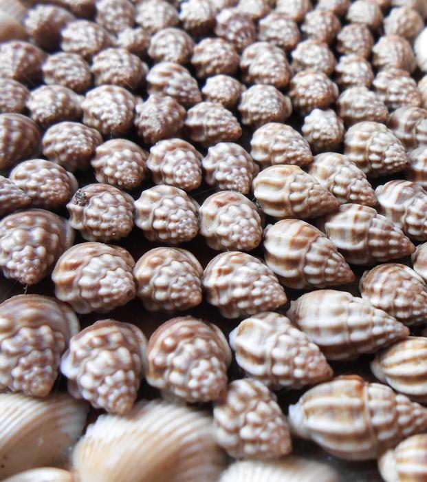 Sea Shells Nature free image download