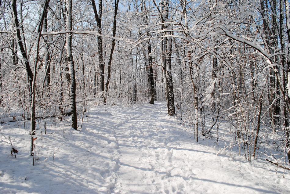 Snow Trail Winter free image download