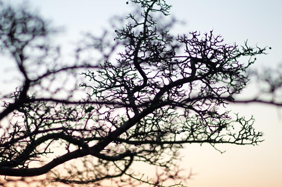 Tree Branch Nature free image download