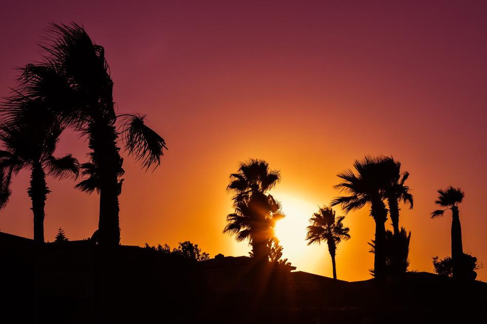 Palm Trees Sunset Colors free image download