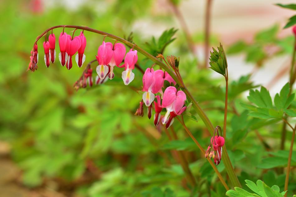 Bleeding Heart Spring Flowers free image download