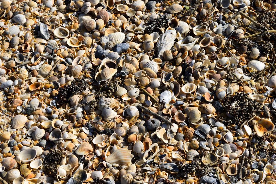 Beach Shells Background Backdrop free image download