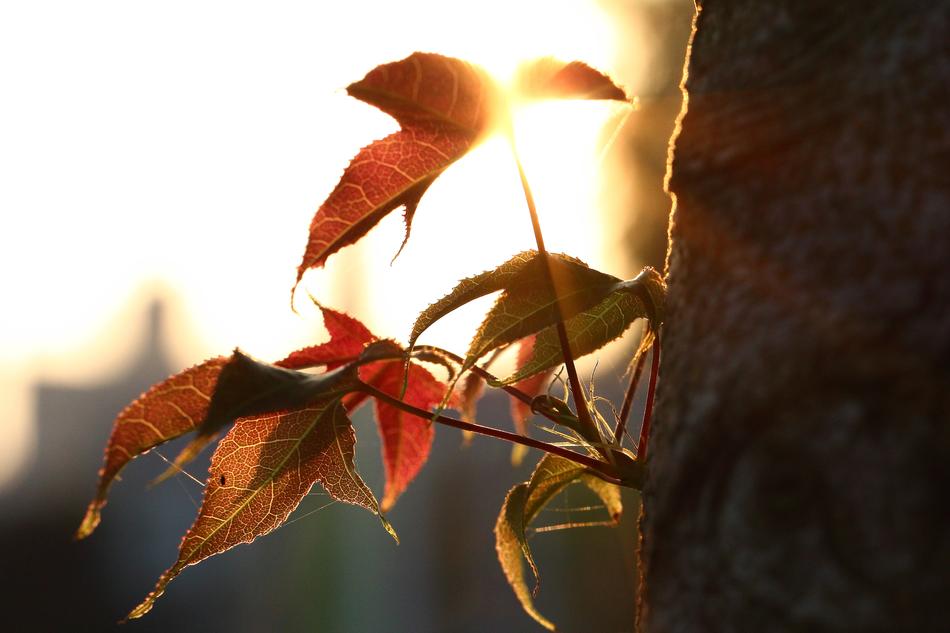 Foliage Sunset free image download
