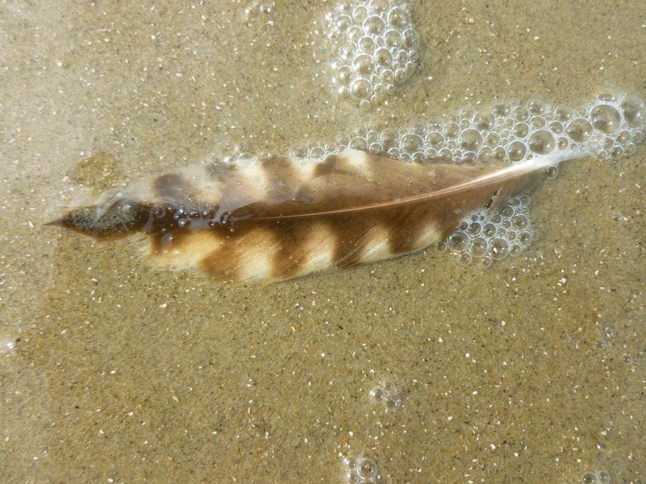 Bird Feather Seagull free image download