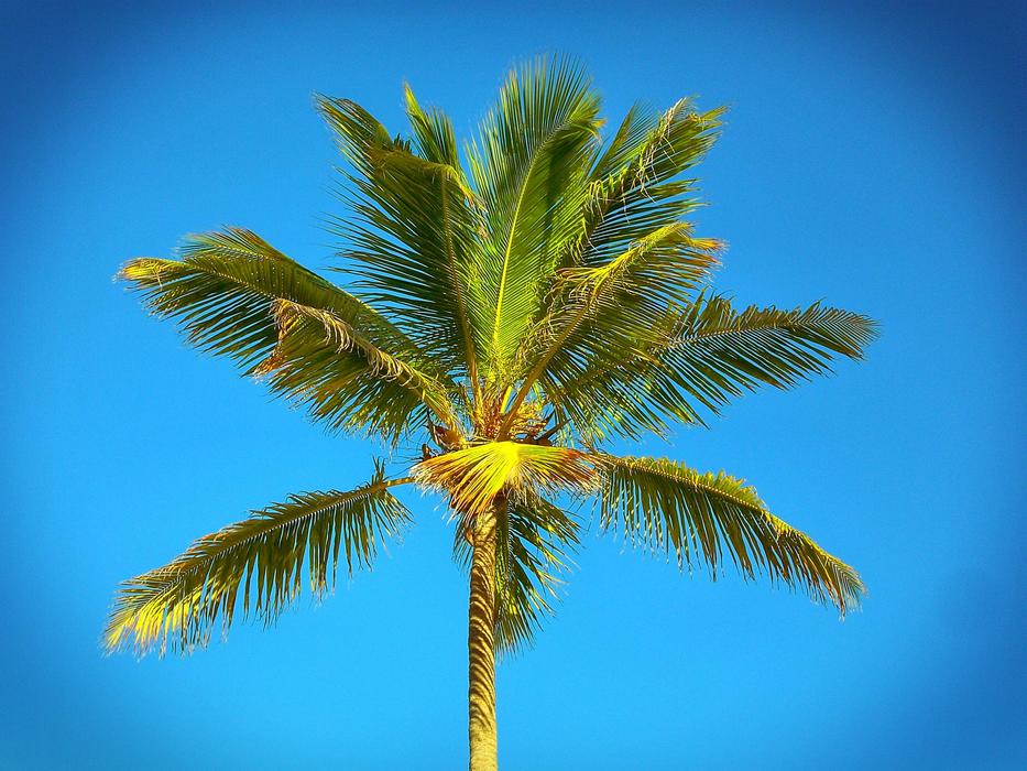 One palm tree on a blue background free image download