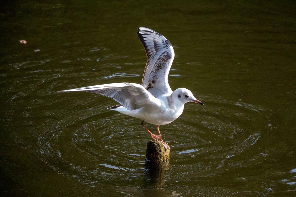 Seagull Water River free image download