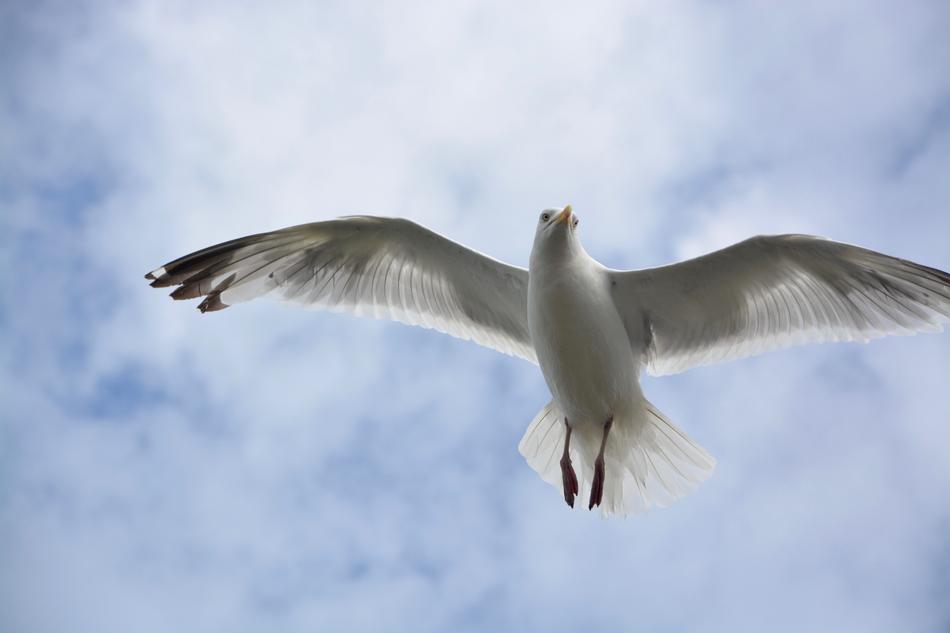 Gull Head Face Look free image download