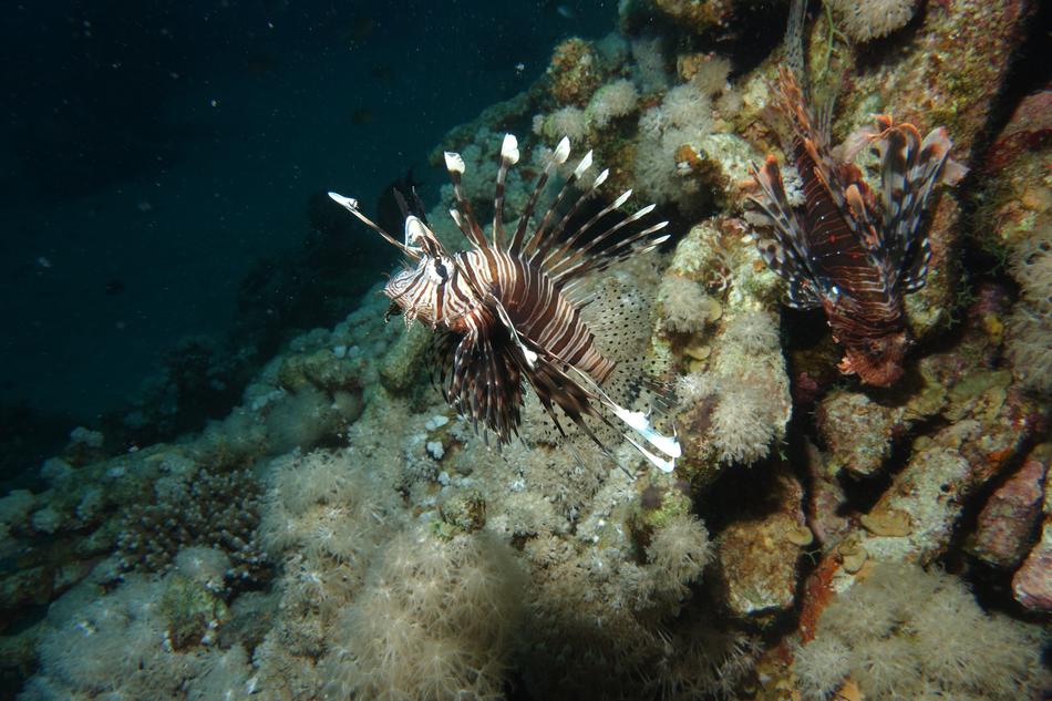 Lionfish Red Sea Diving free image download