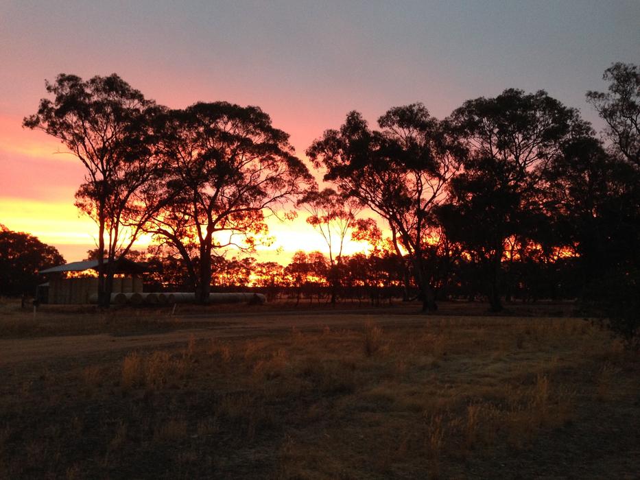 Sunset Australian Outback Tree free image download