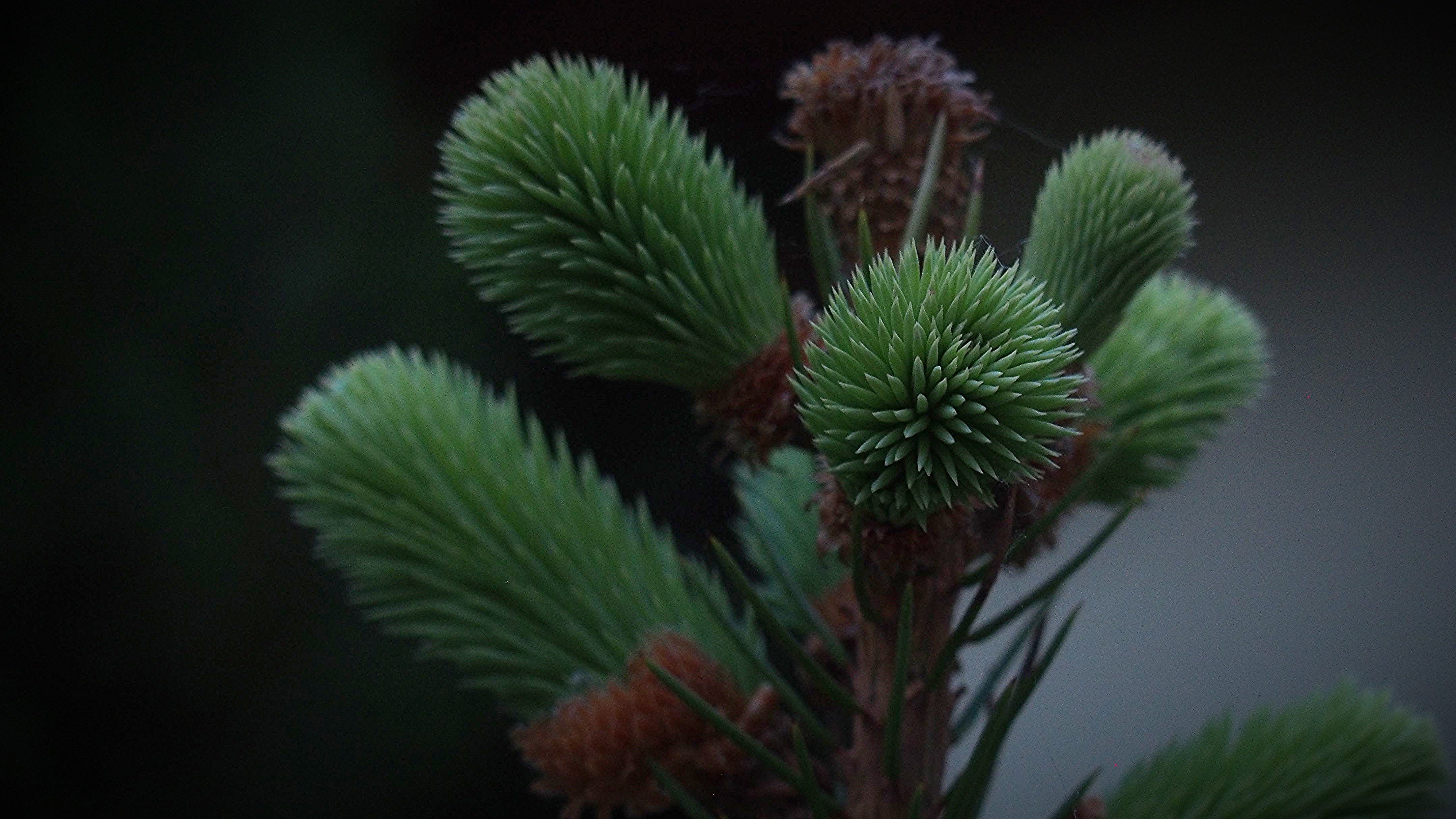 Pine Spring Good Morning free image download