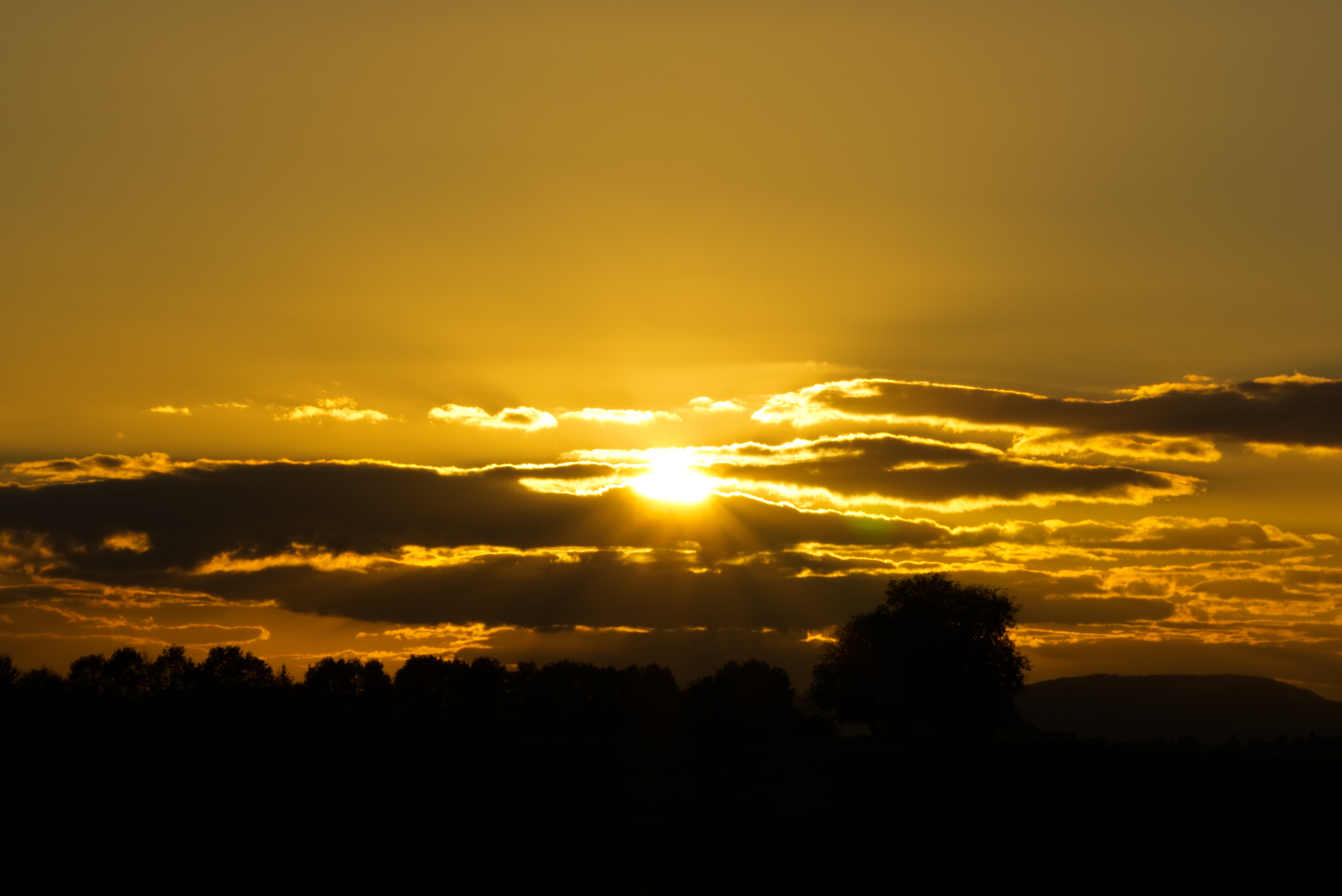 Yellow sunset over the forest free image download