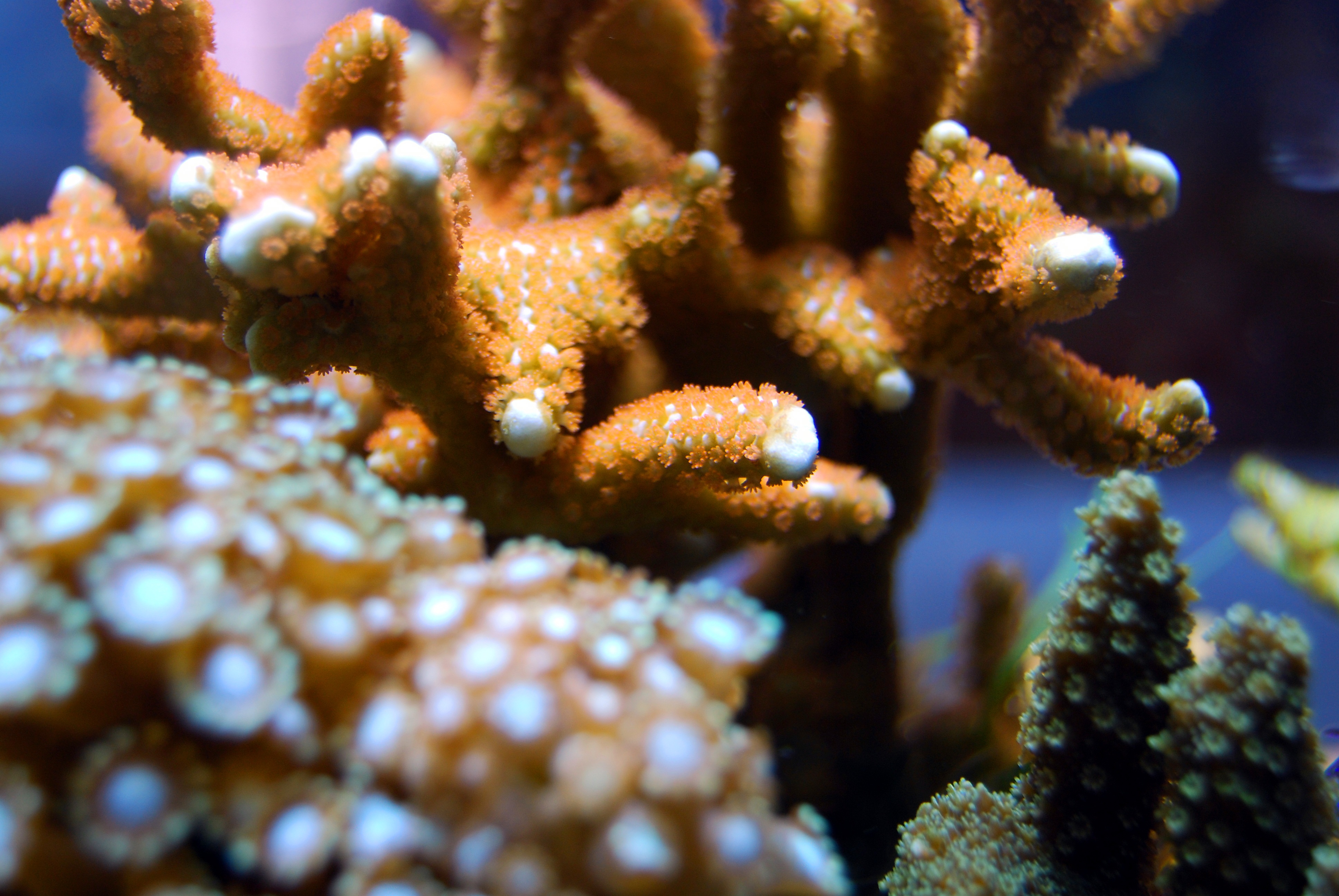 Coral Reef Seawater free image download