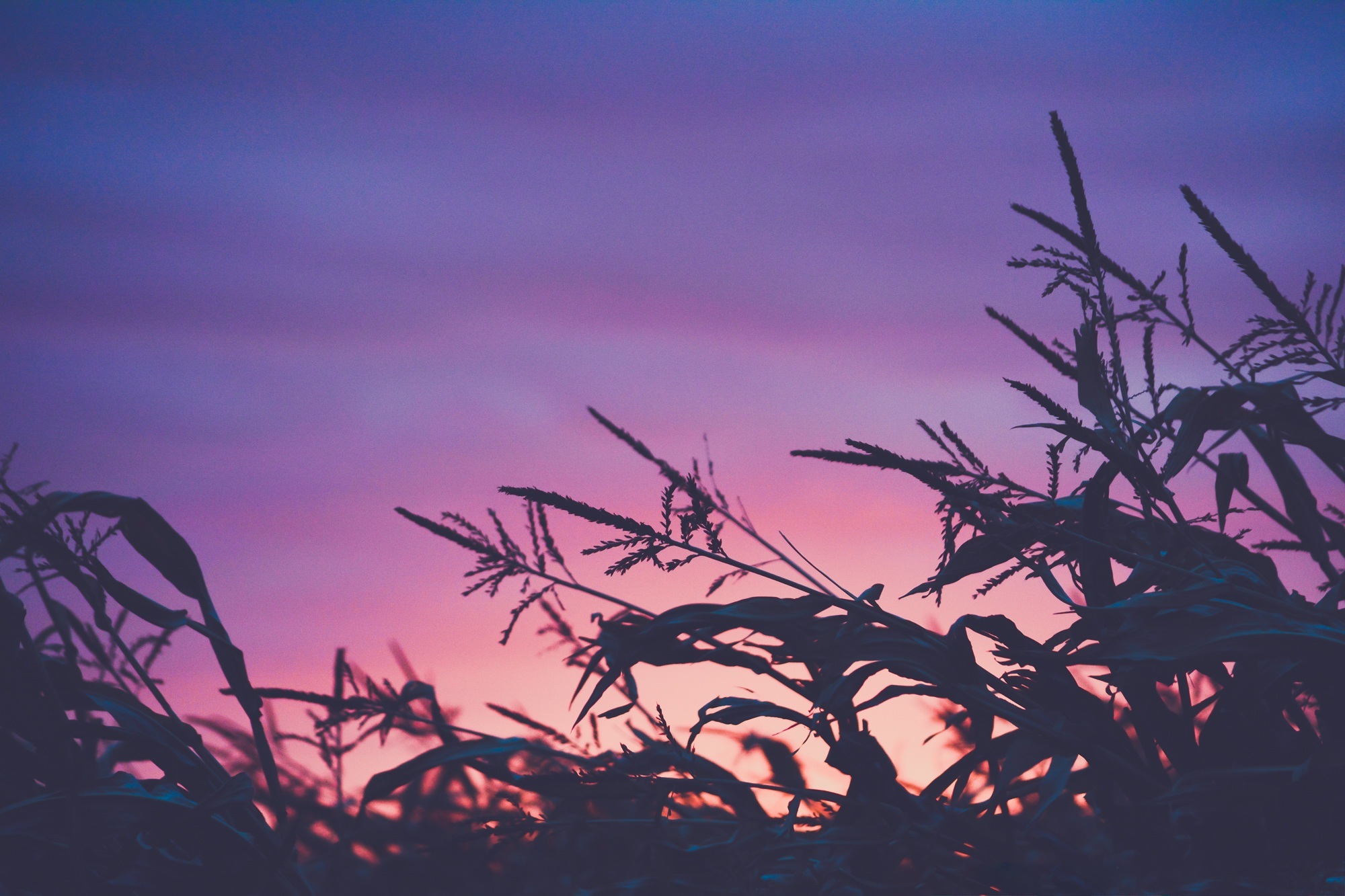 Purple Sunset Dusk free image download