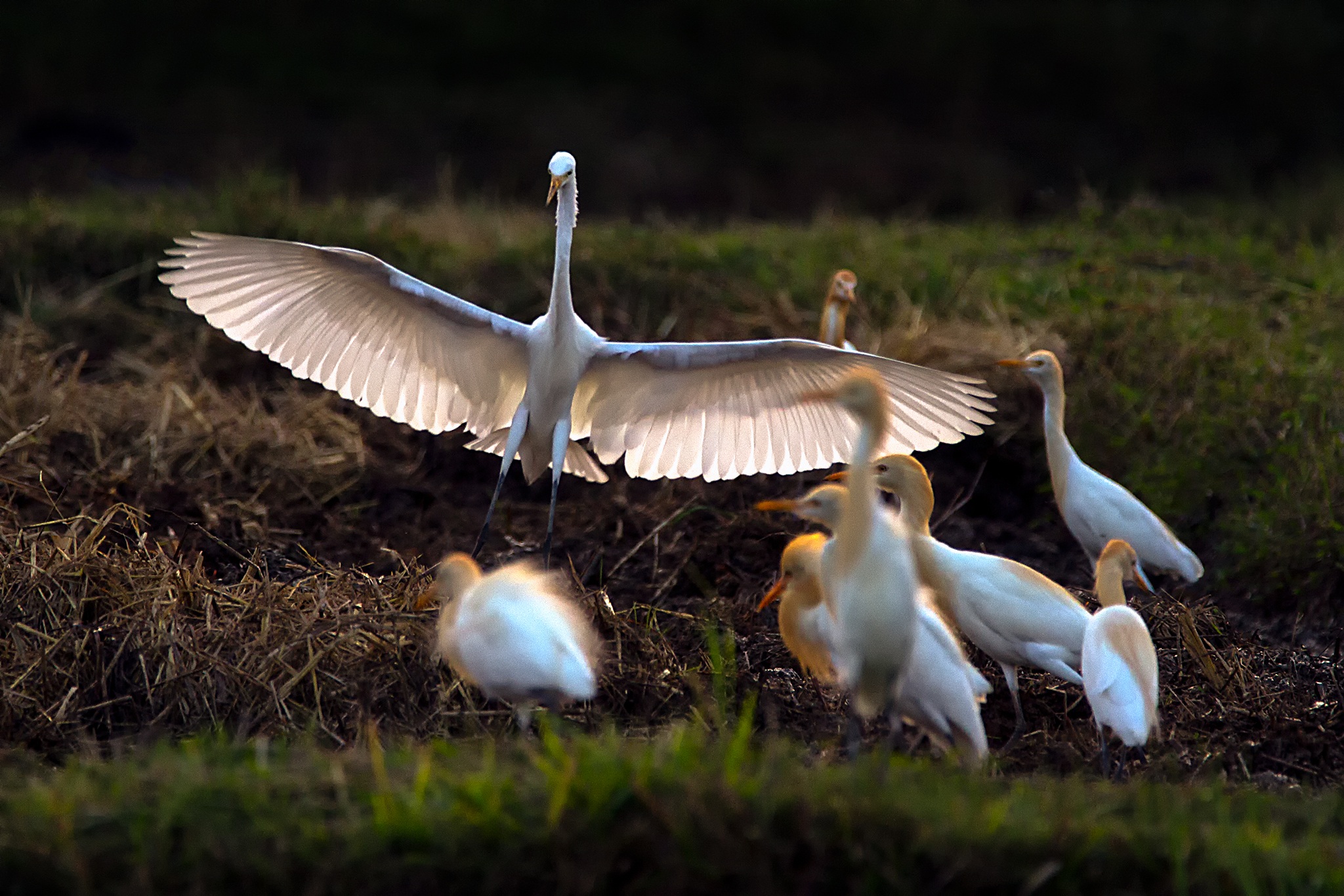 Birds Asian Openbill Vole free image download