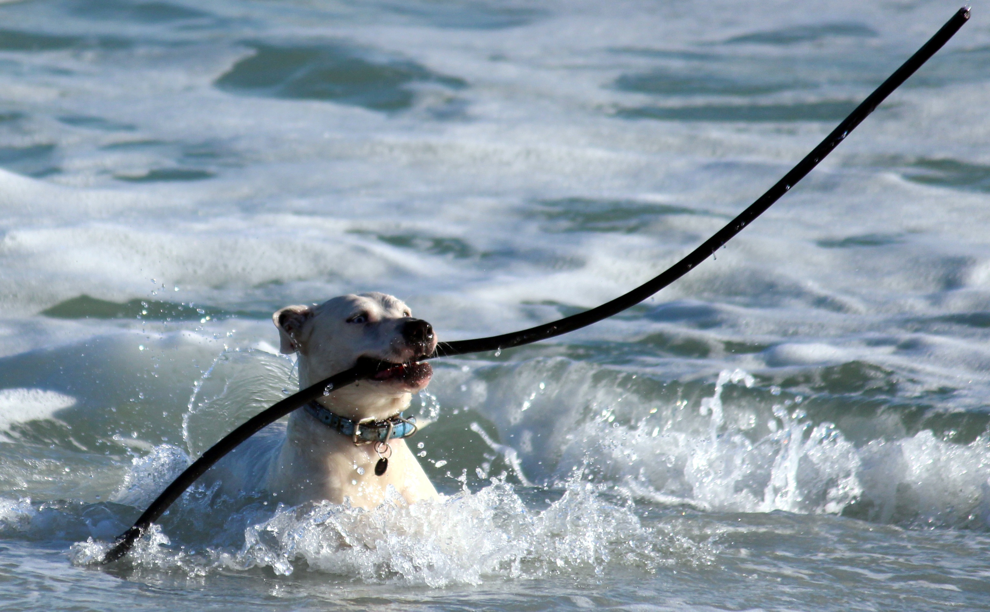 Dog Water Play free image download