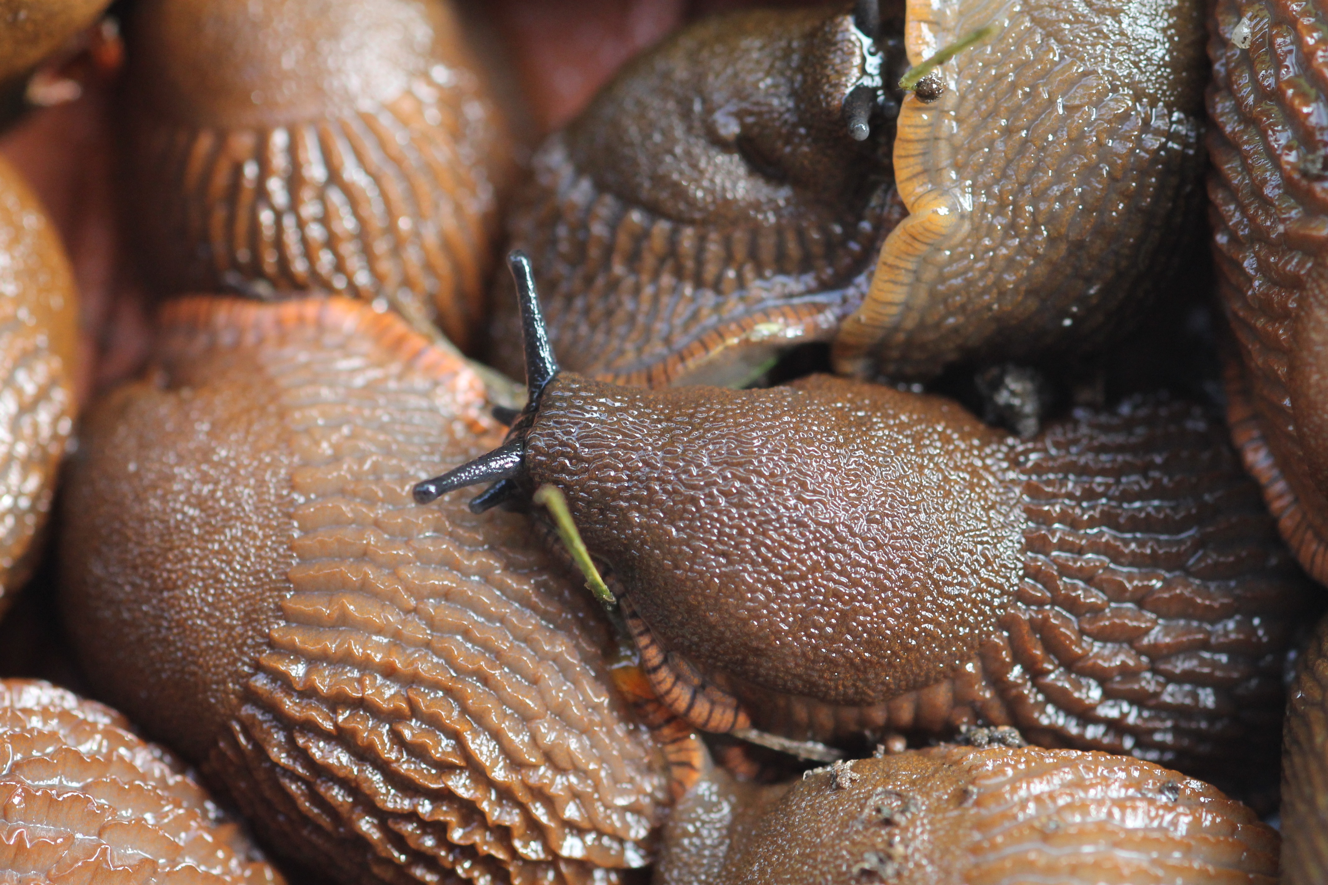Sea Slugs Pests Snail Plague free image download