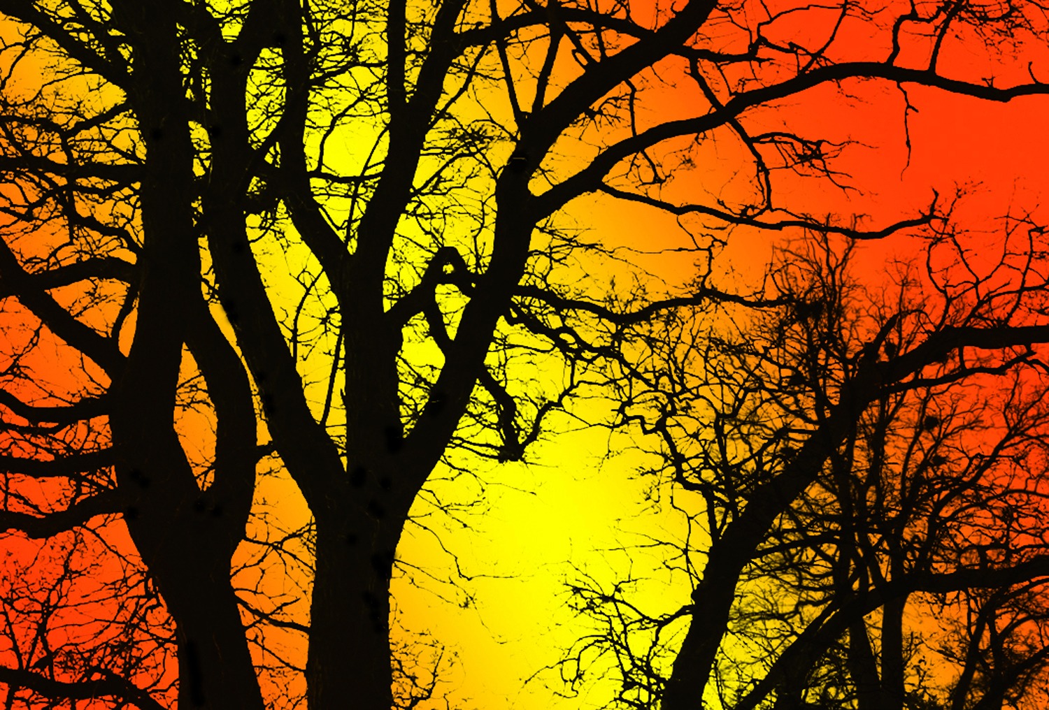 Trees Silhouette Back Light free image download