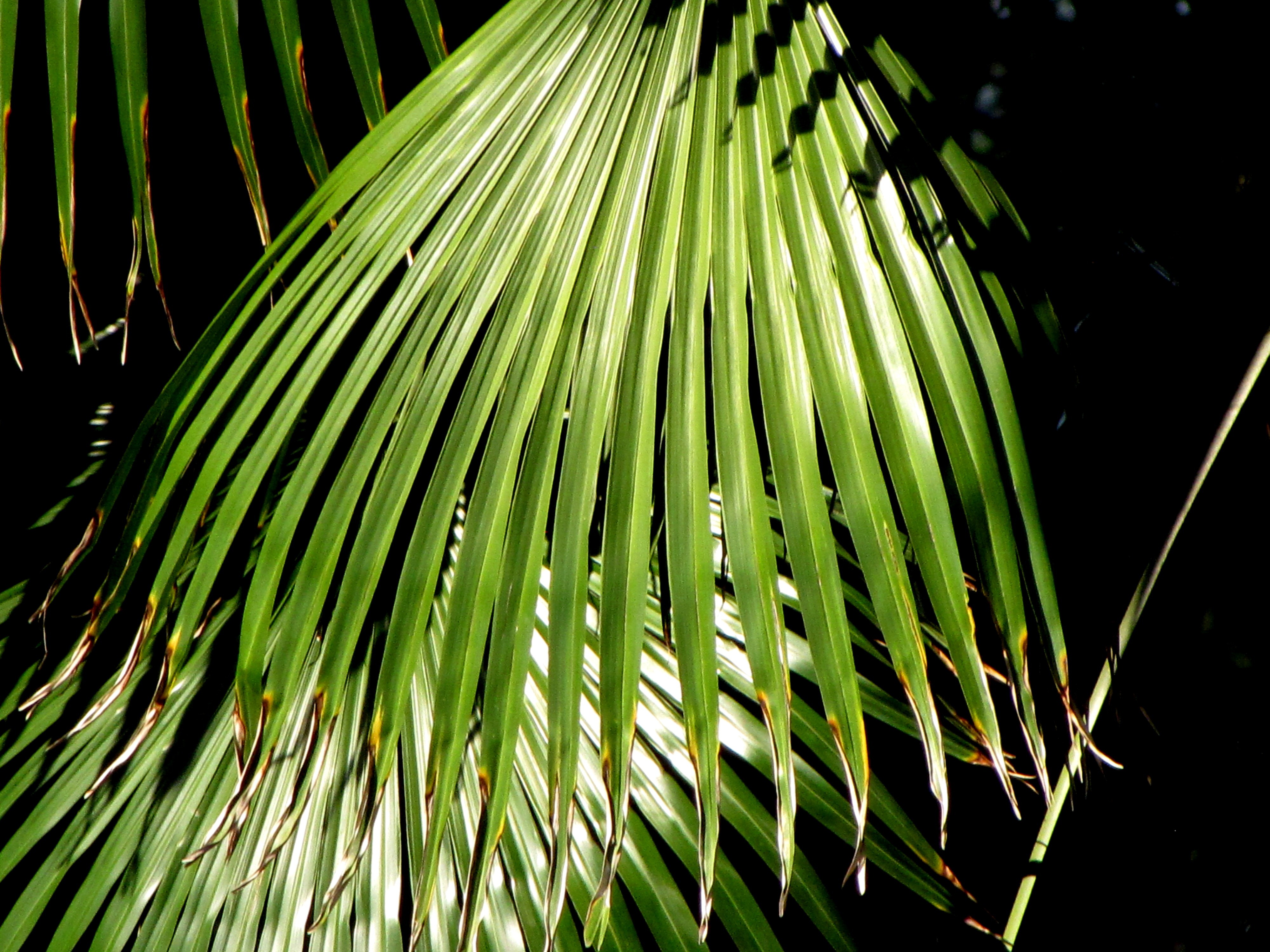 Fan Palm Tree free image download