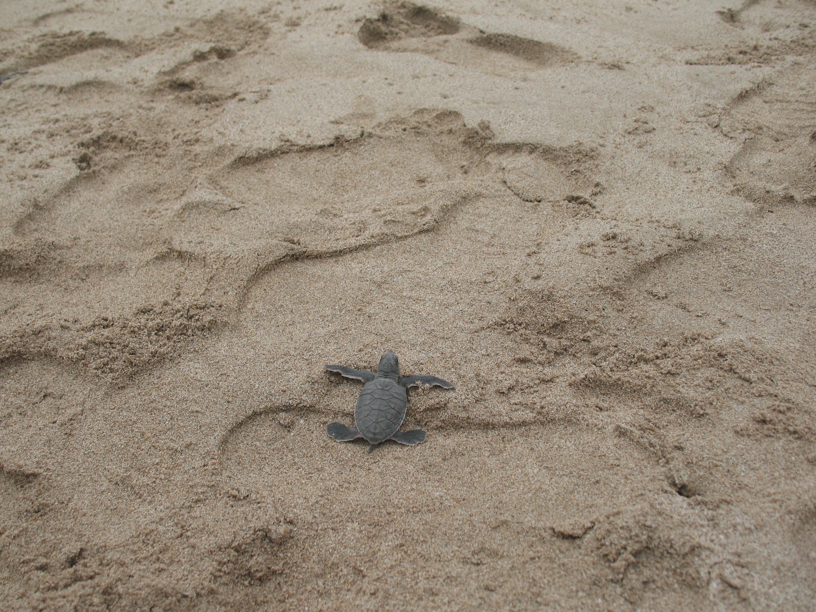 Turtle Tortoise Sand free image download