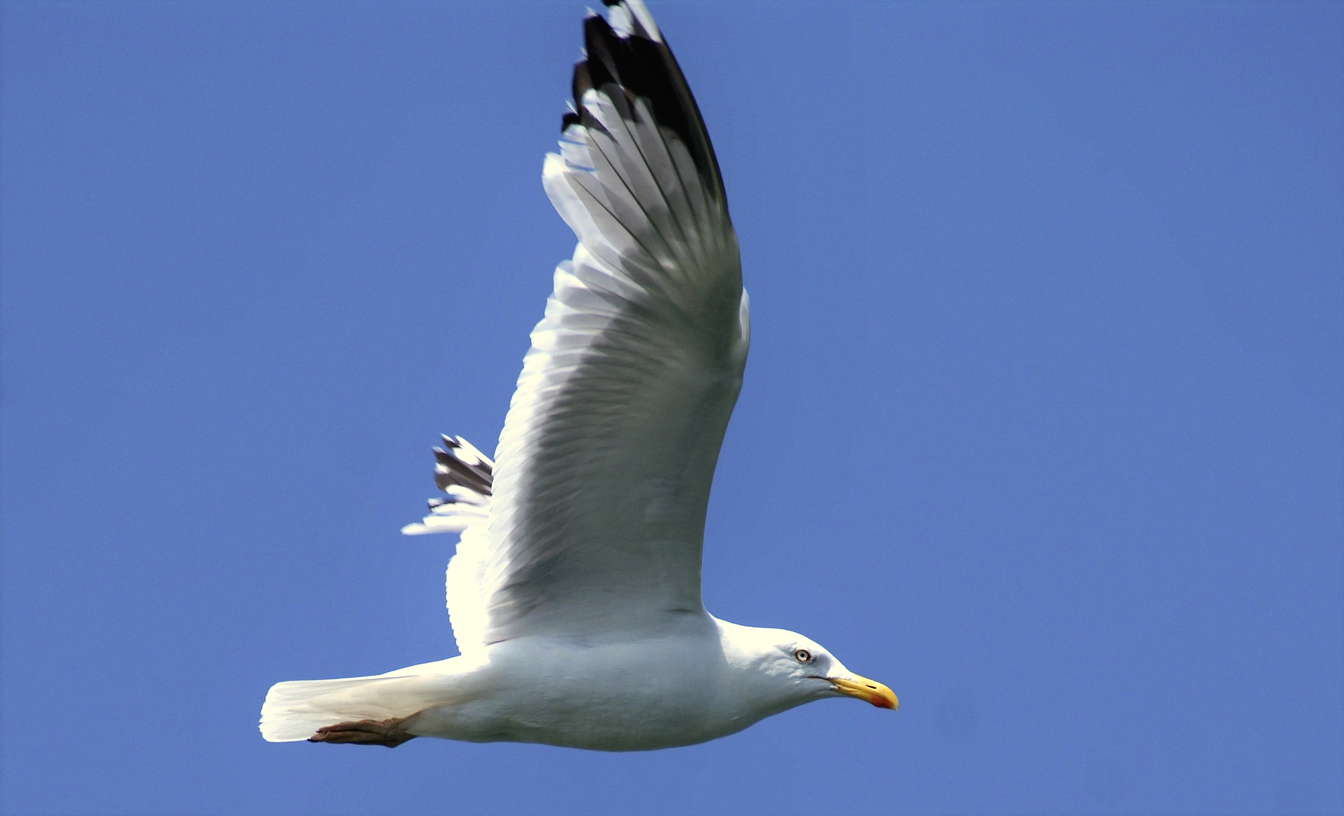 Gull Sky Flying free image download