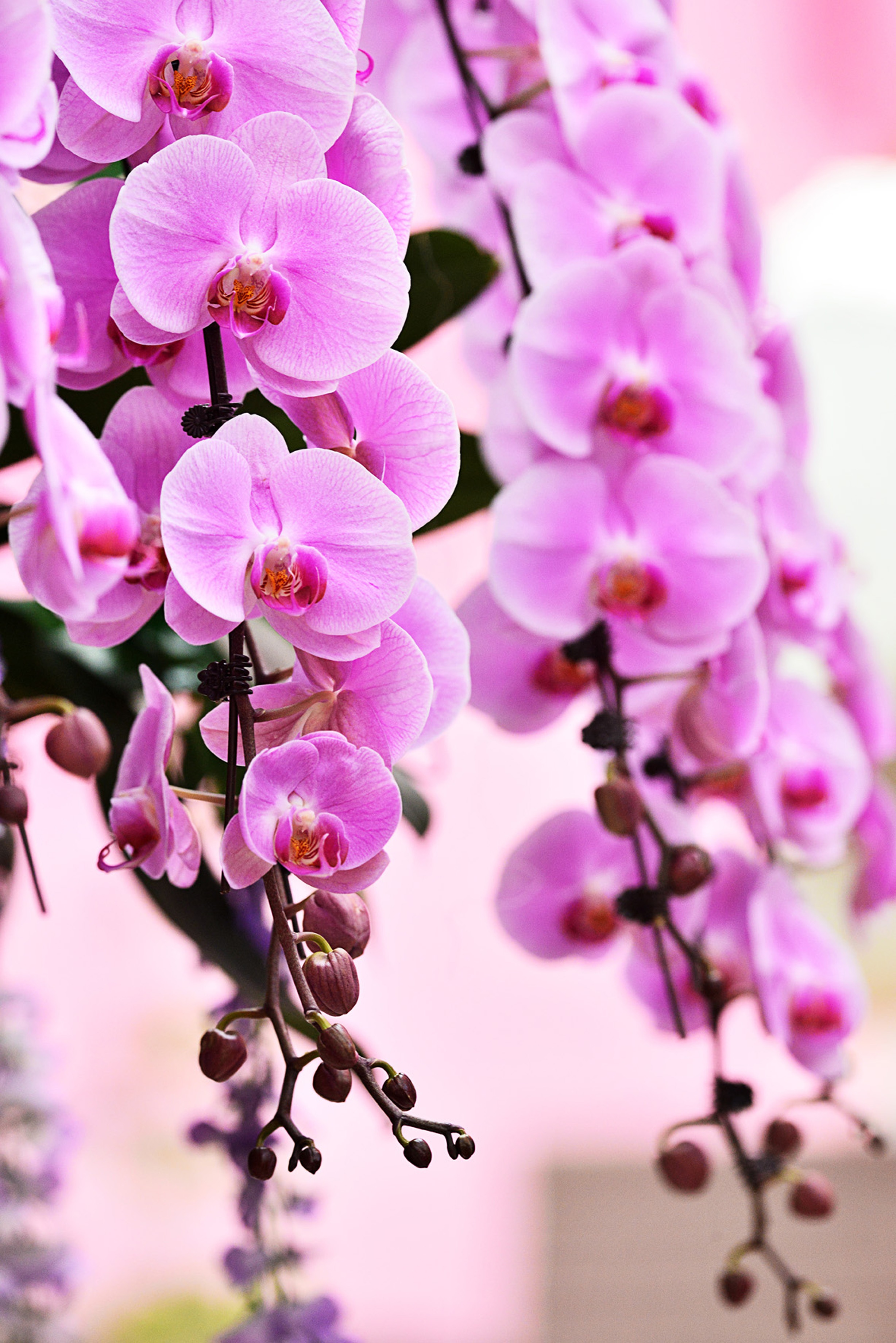 Travel Flower free image download
