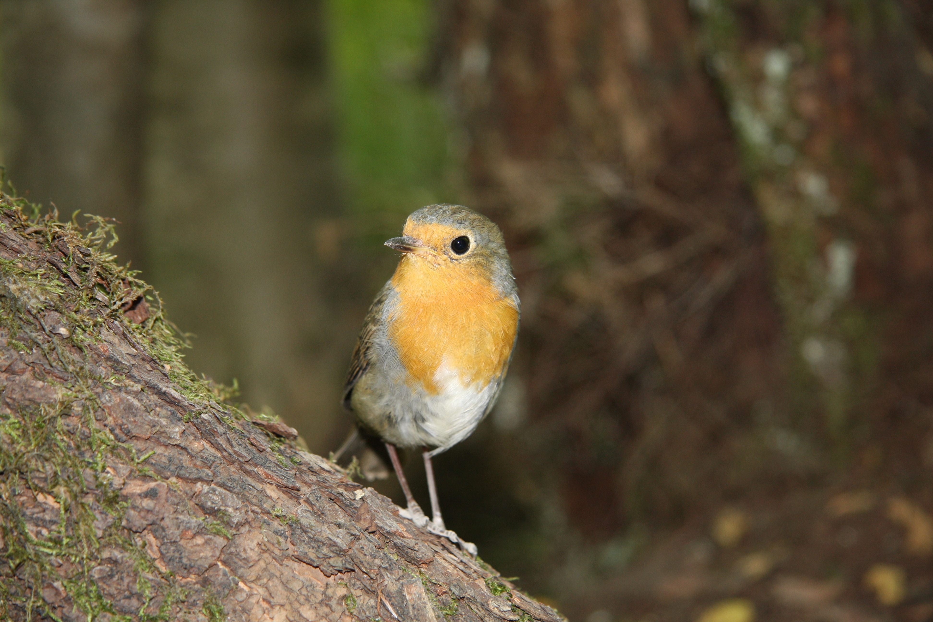 Robin Bird Photo Model free image download