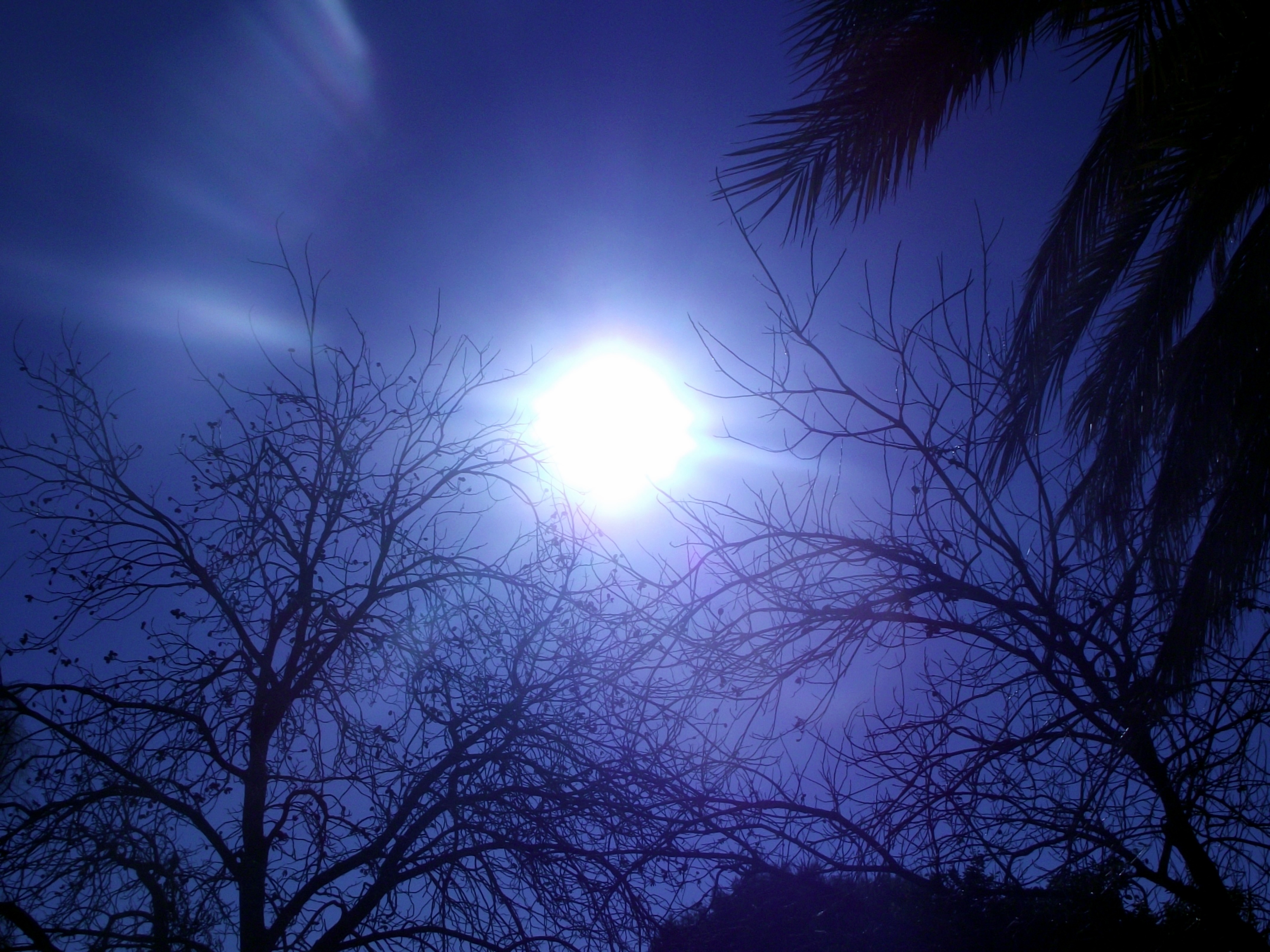 Sky Purple Trees free image download