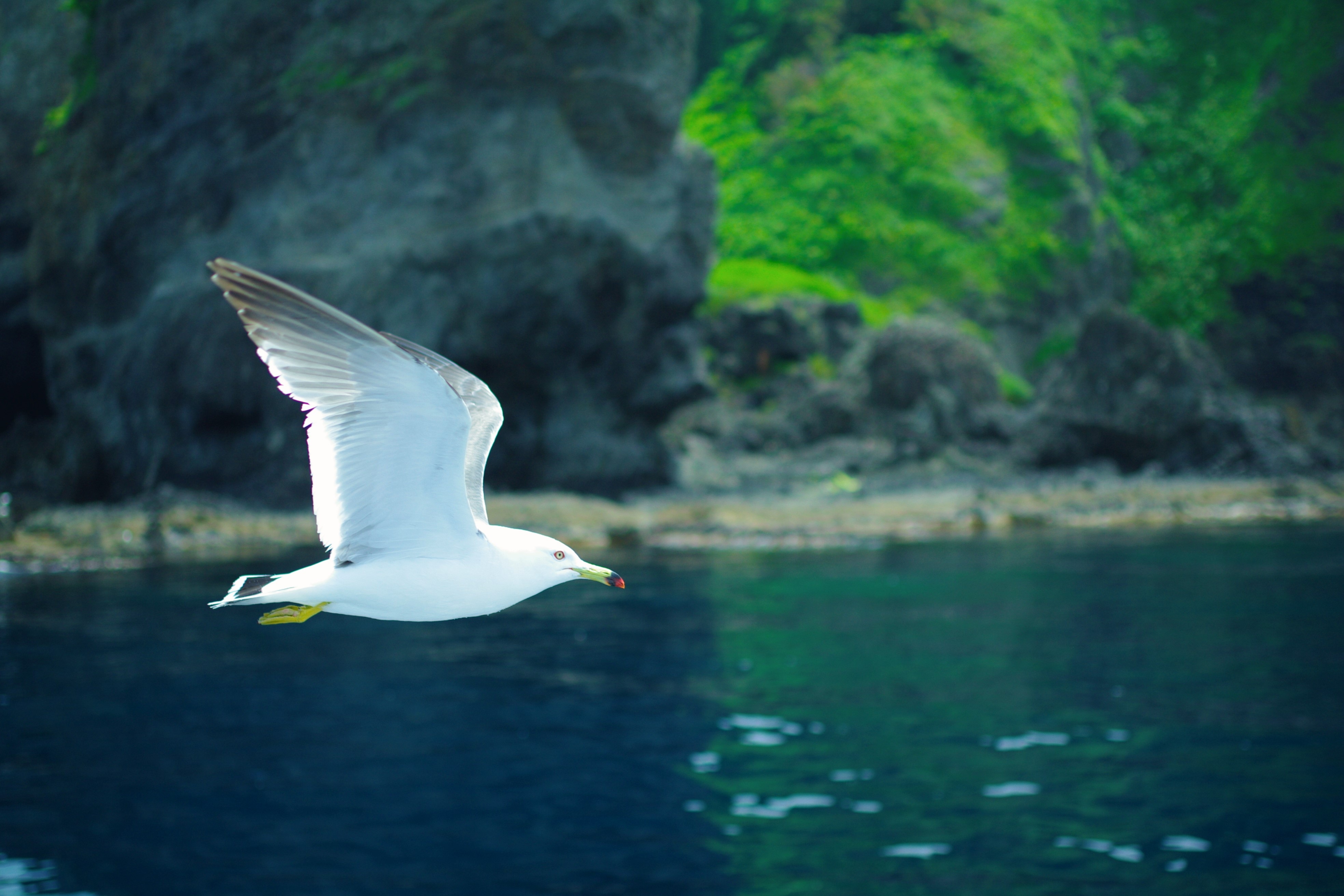 Sea Gull Natural Wild free image download
