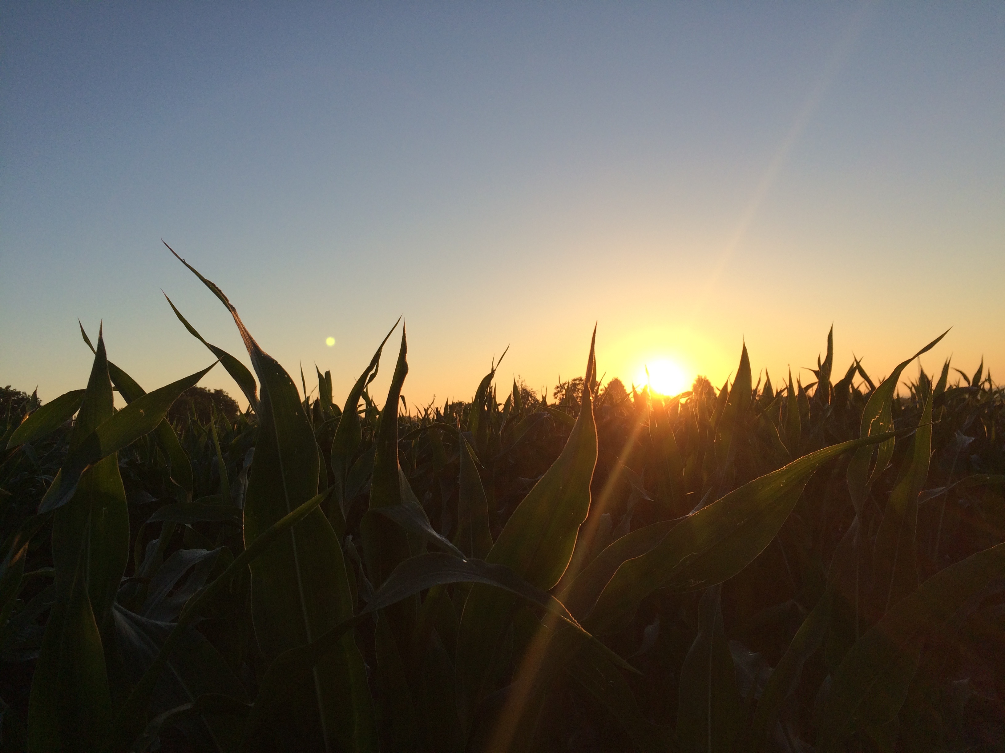 Sun Sunset Field free image download