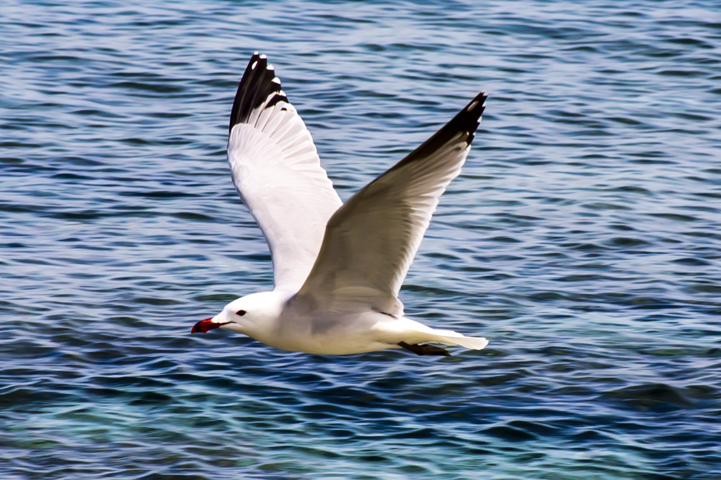 Seagull Water Bird free image download