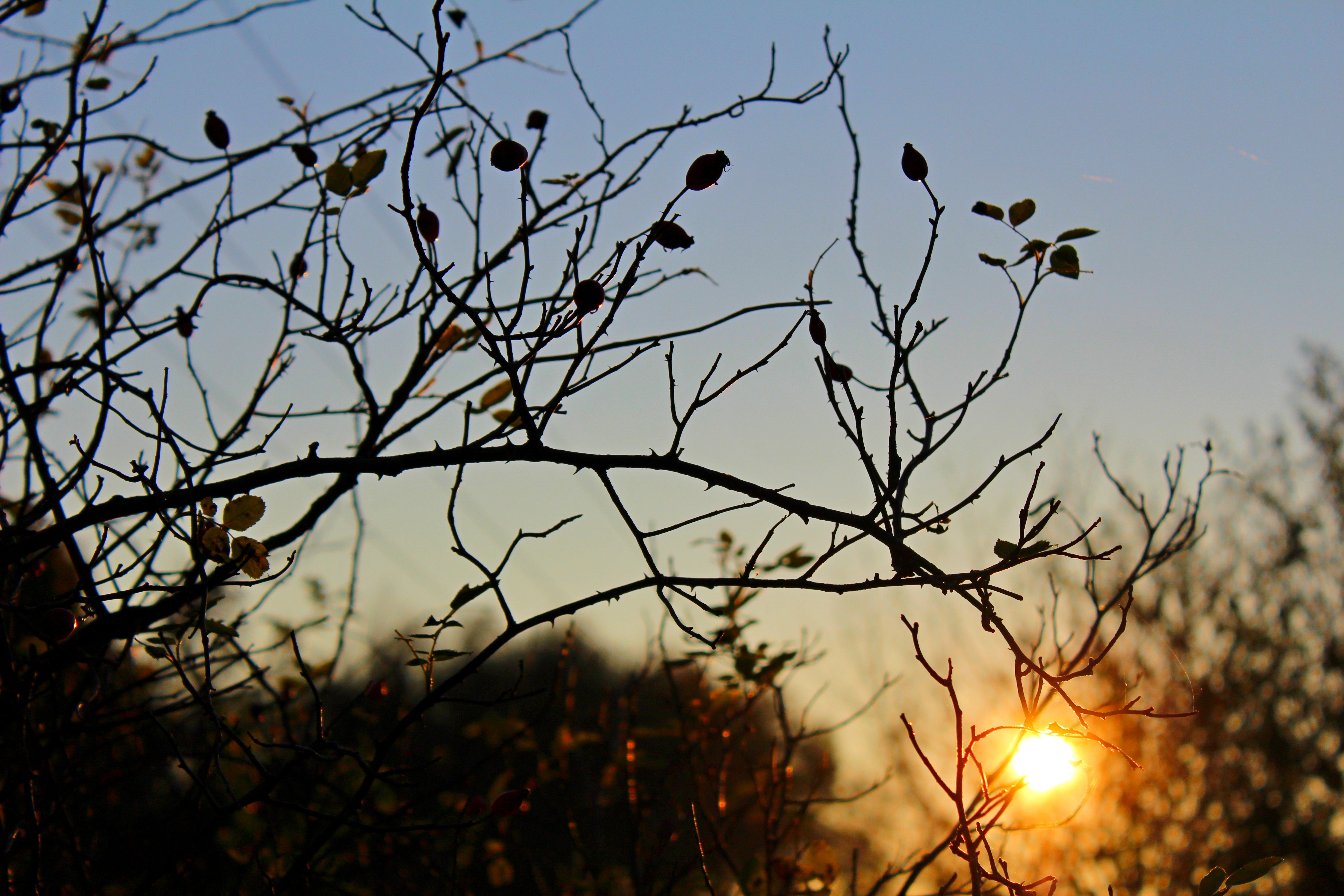 Sunset Hip Heaven free image download