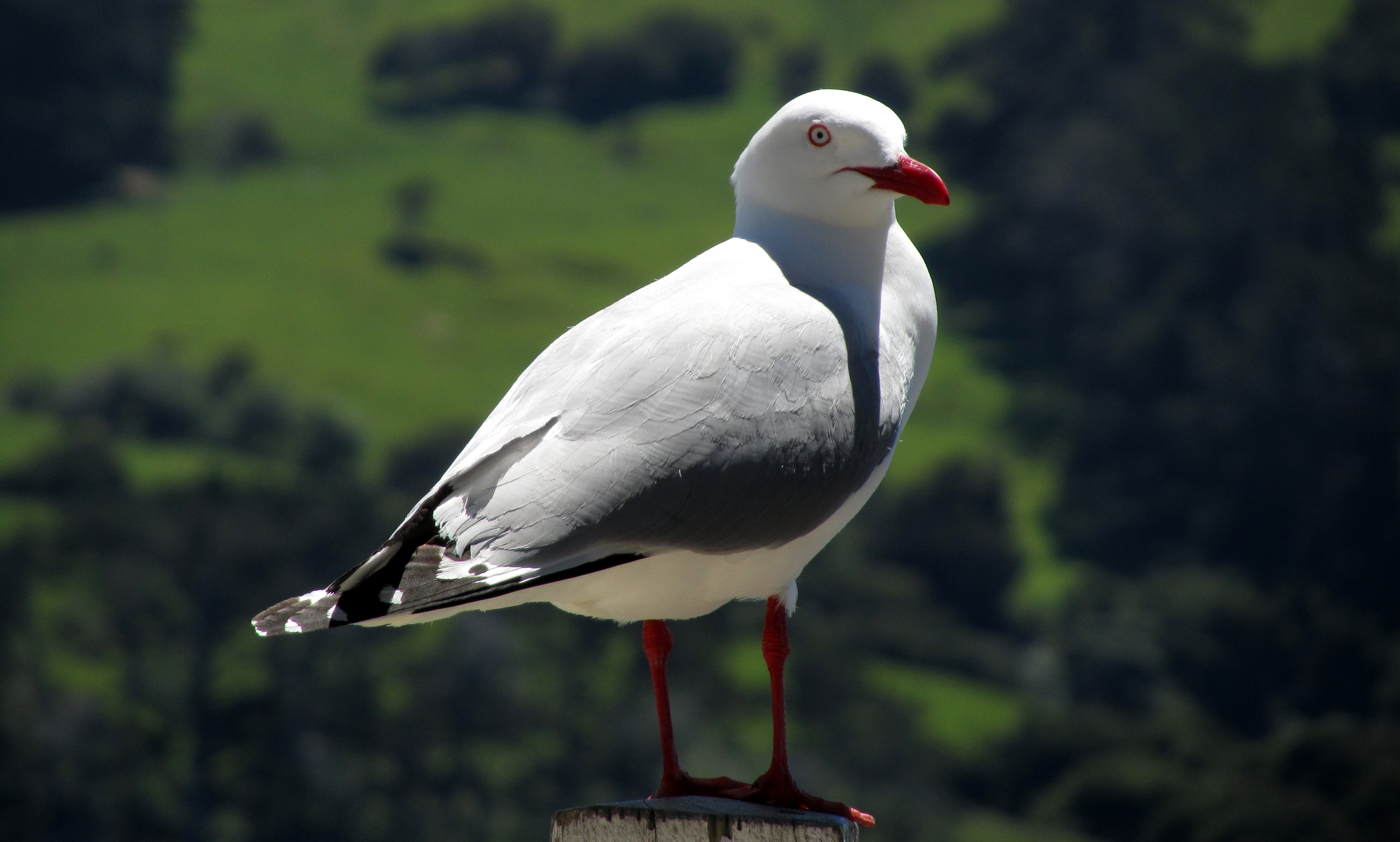 New Zealand Akaroa Seascape Sea free image download