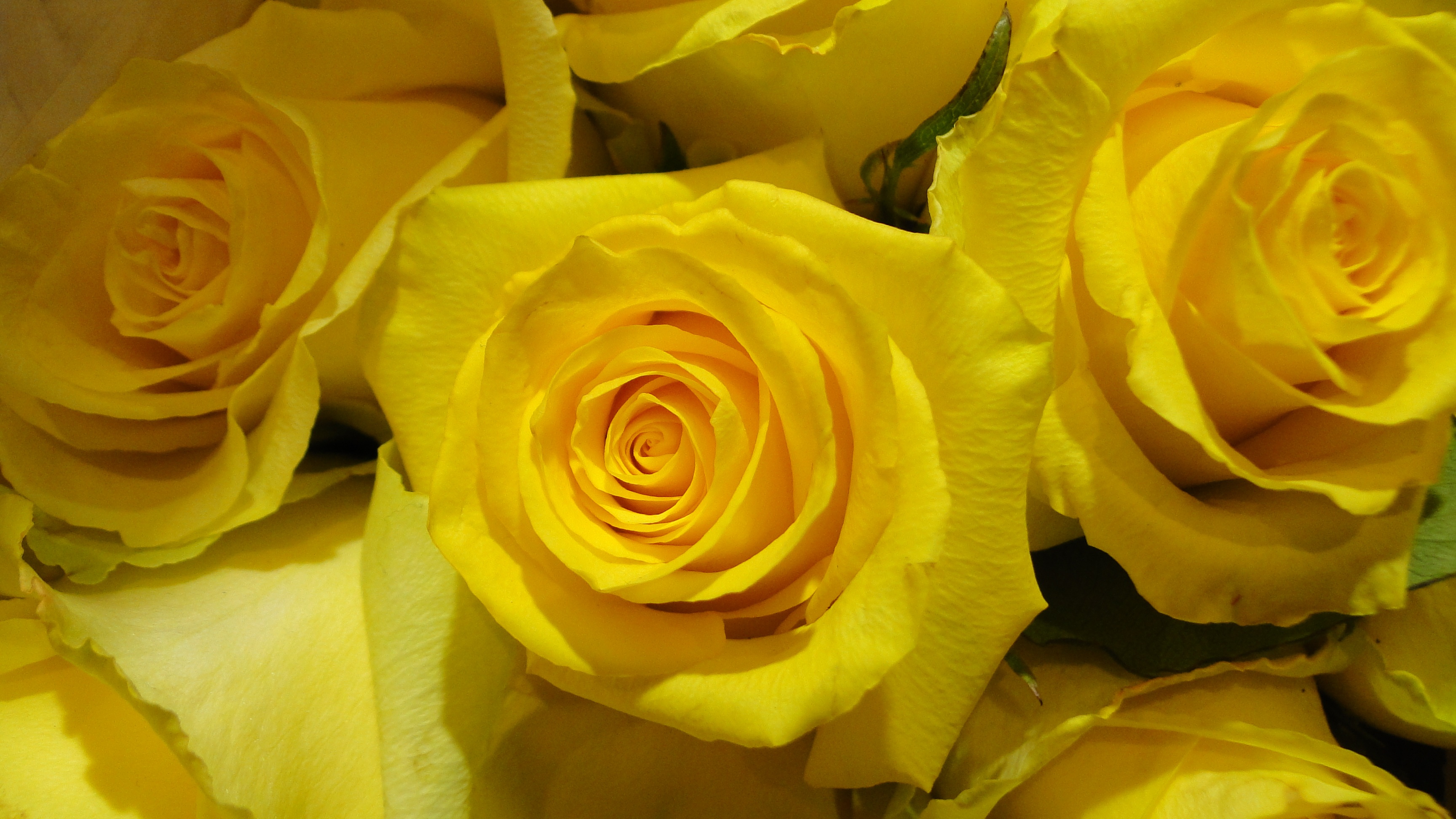 Rose Yellow Sea Of free image download