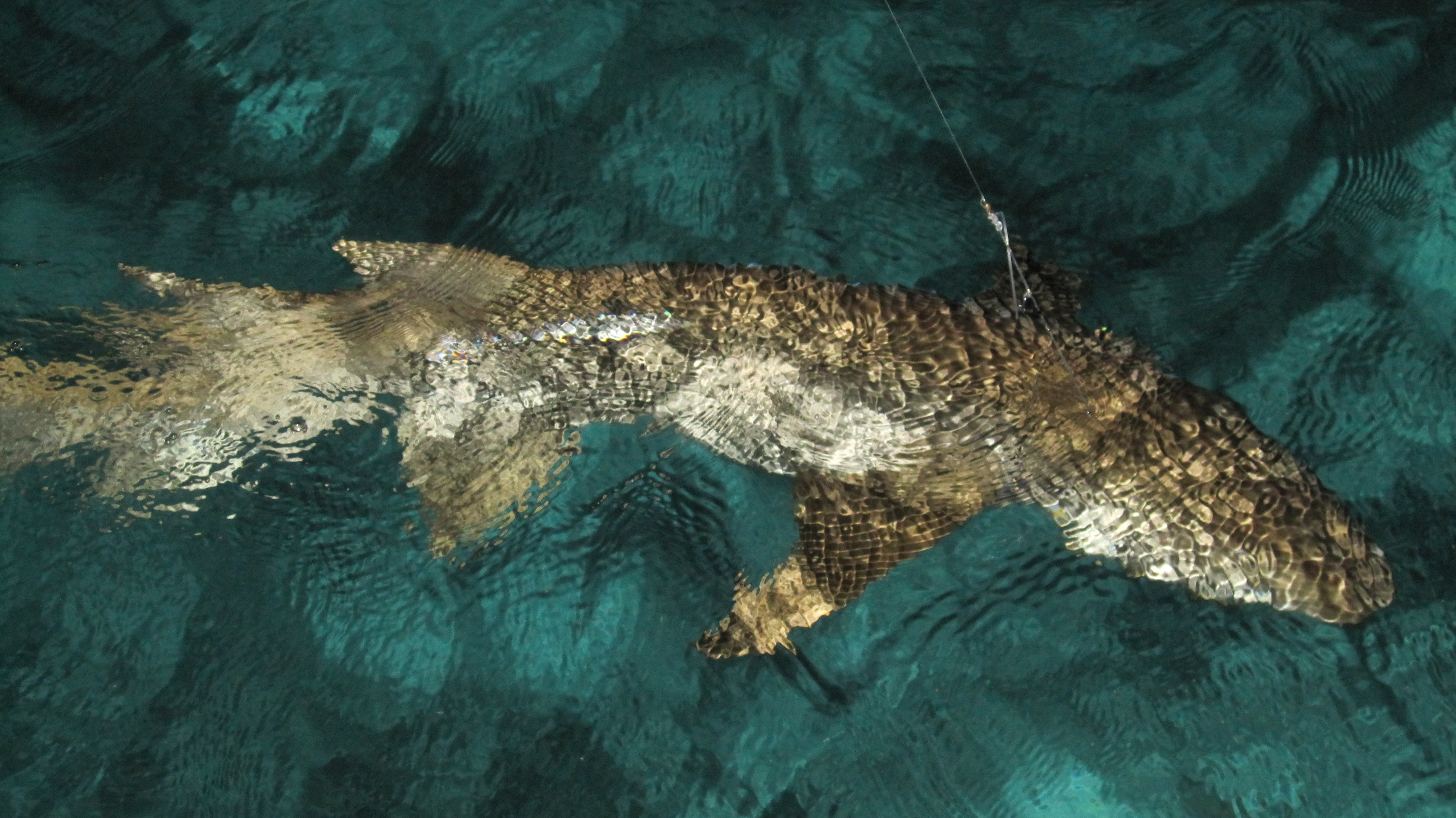 Shark Fishing Catch free image download