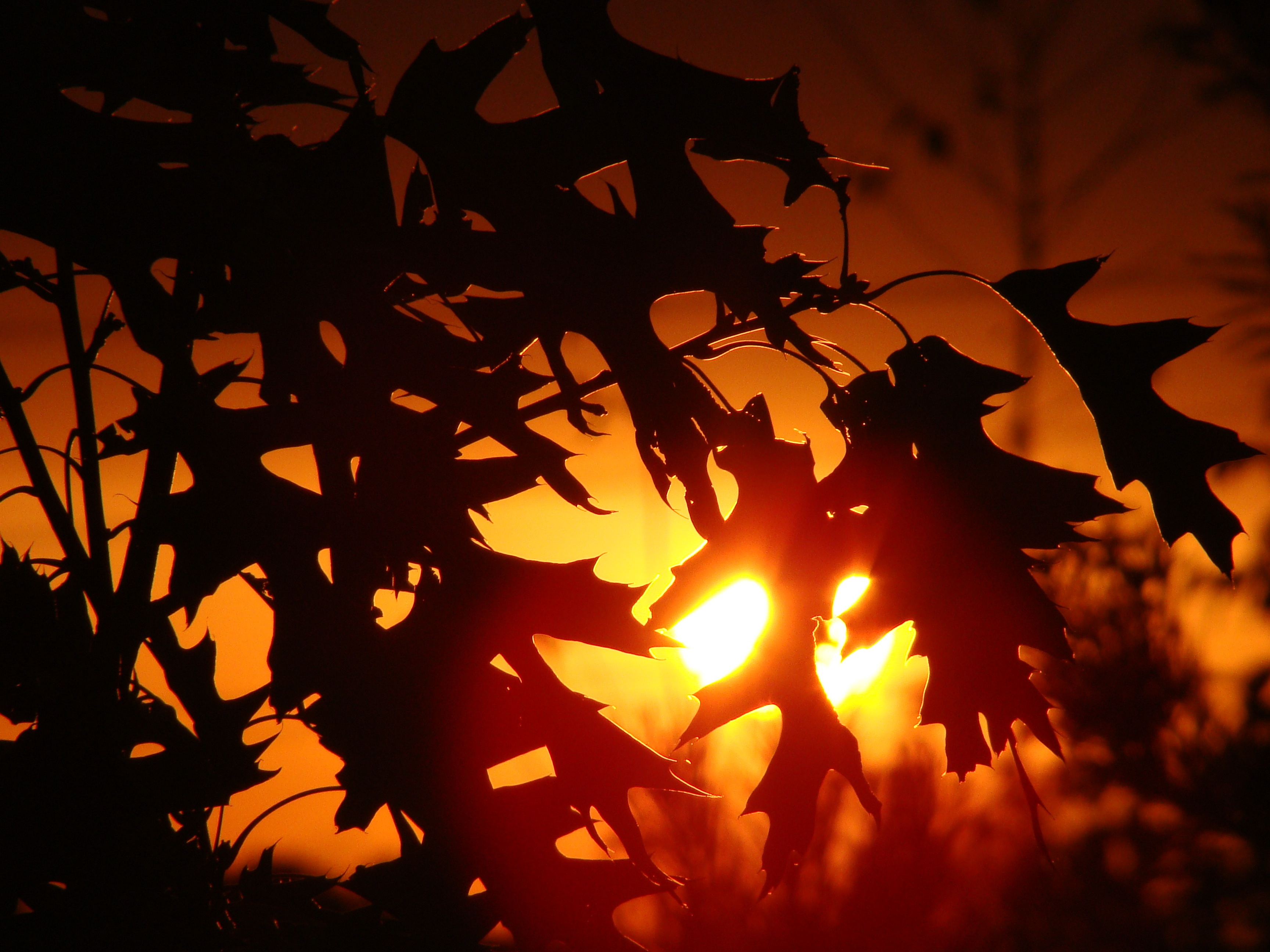 Sunset Tree Foliage free image download