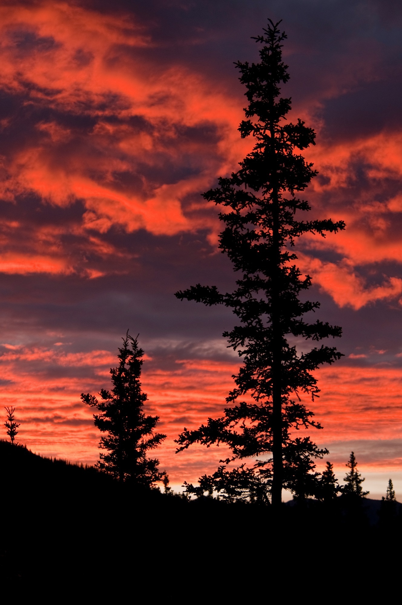 Sunset Landscape Trees free image download