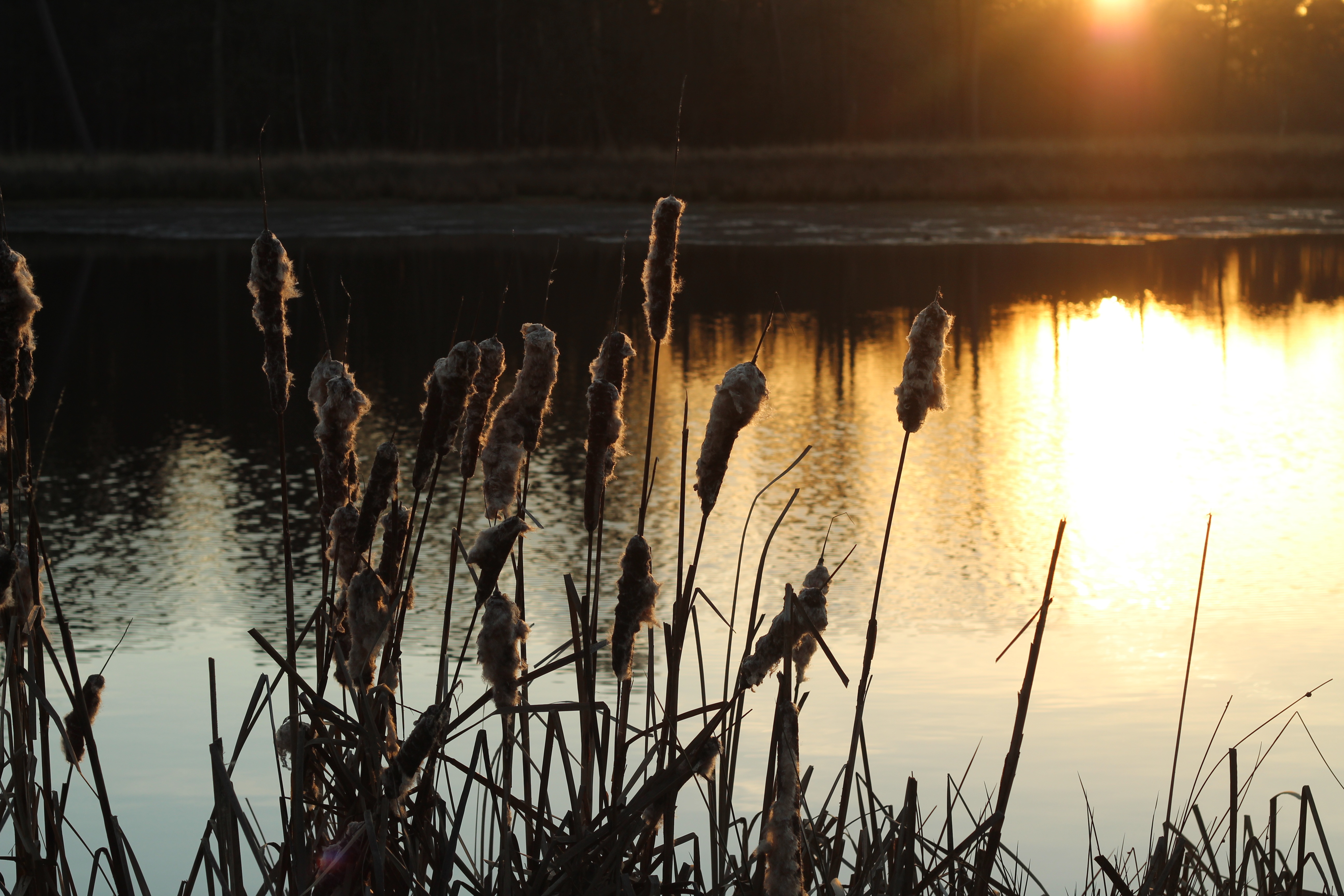 Mastbos Breda Forest free image download
