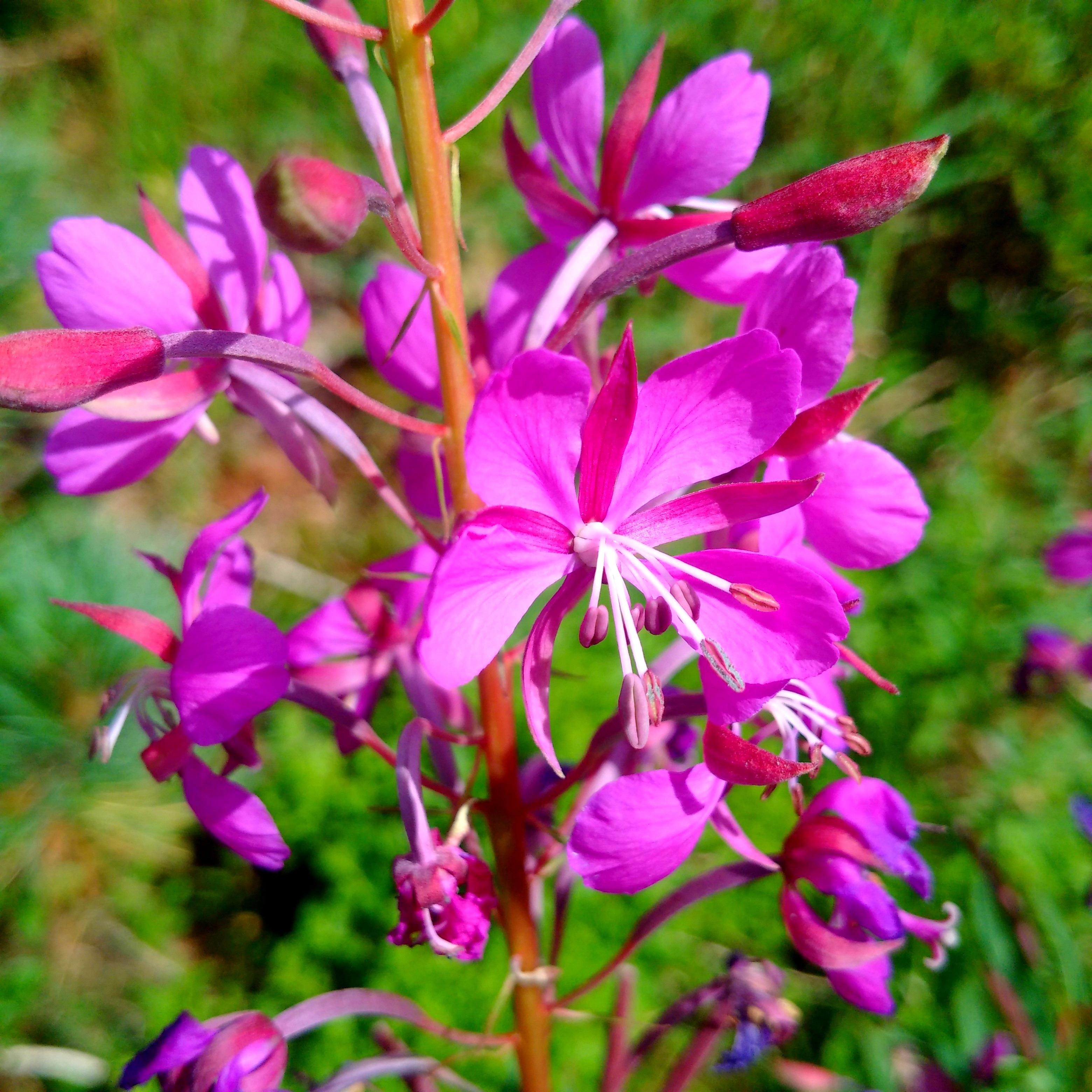 Alps Flower Mountain free image download