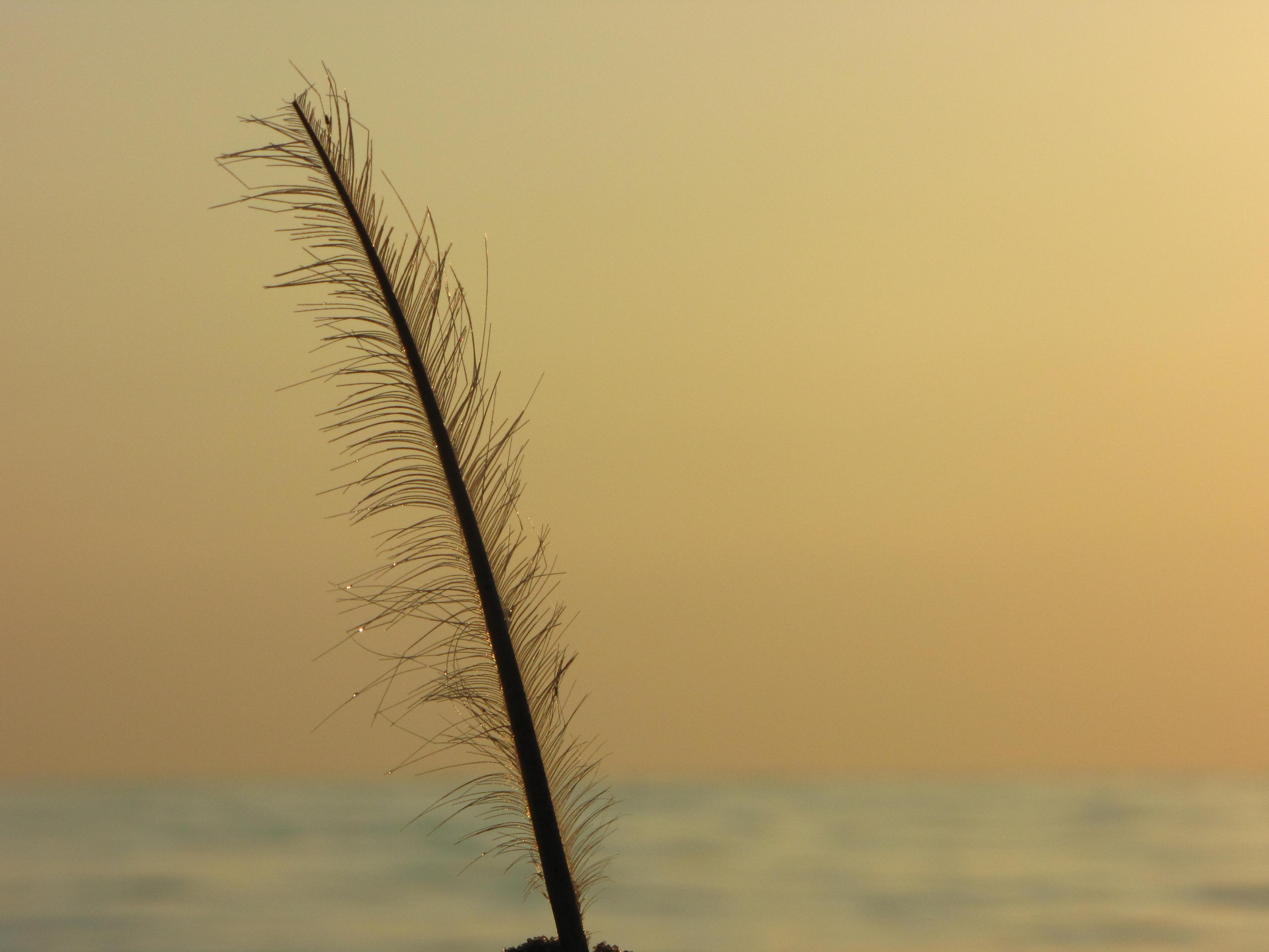 Feather Bird Light And free image download