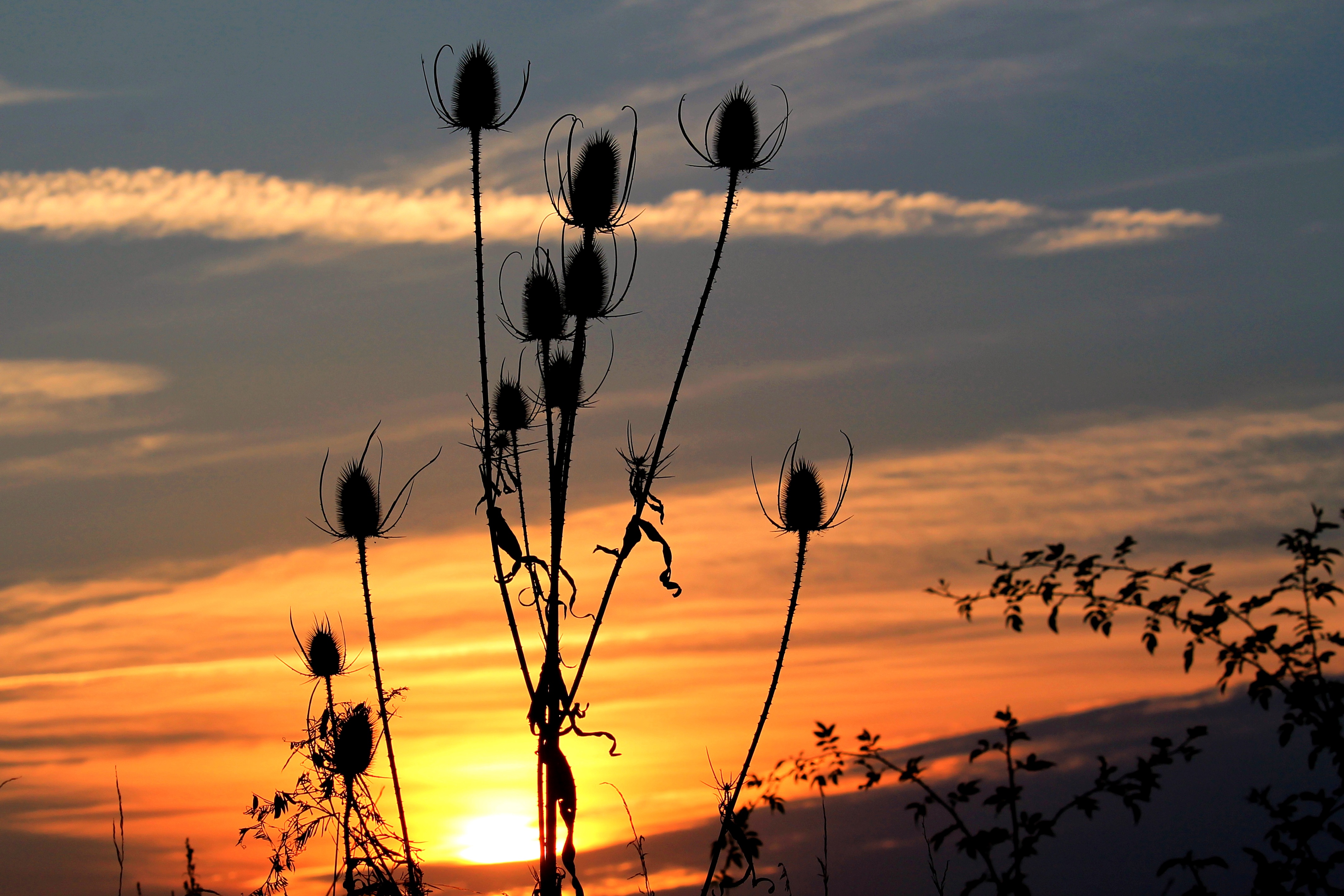 Sunset Wild Teasel Silhouette free image download