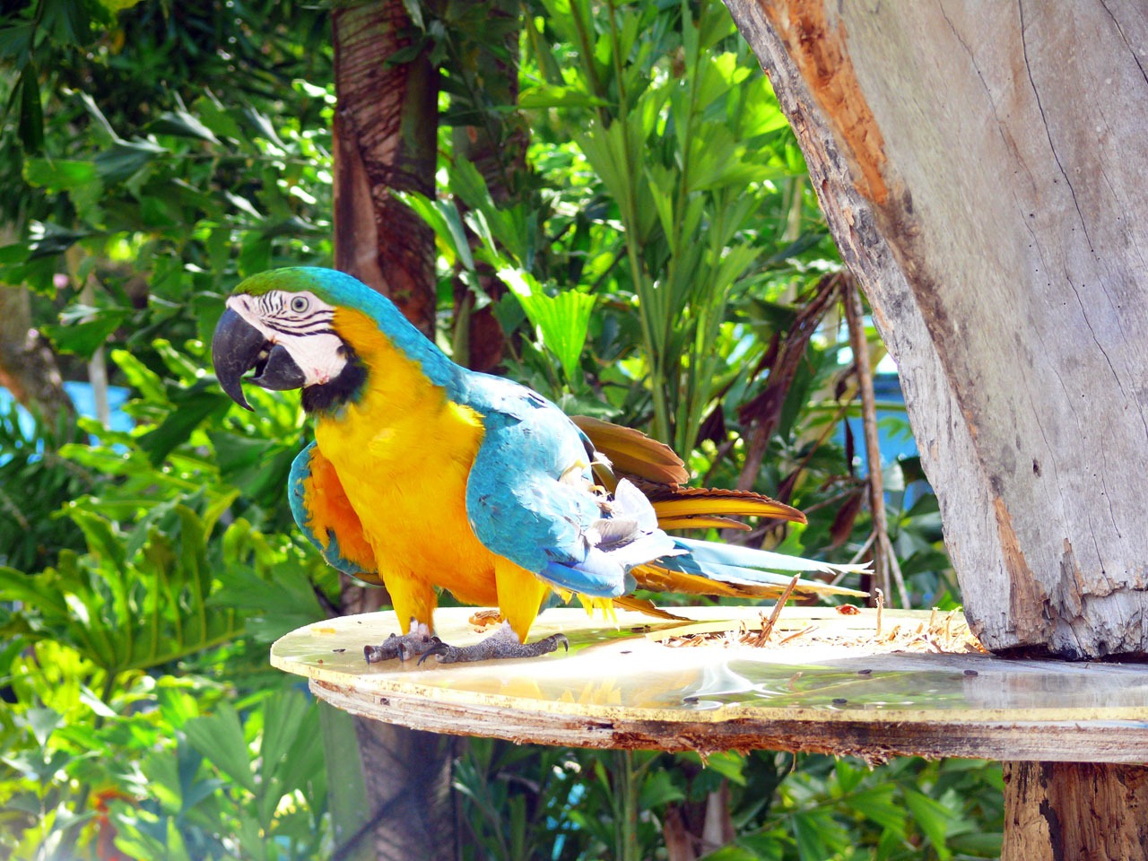 Parrot Natural Environment free image download