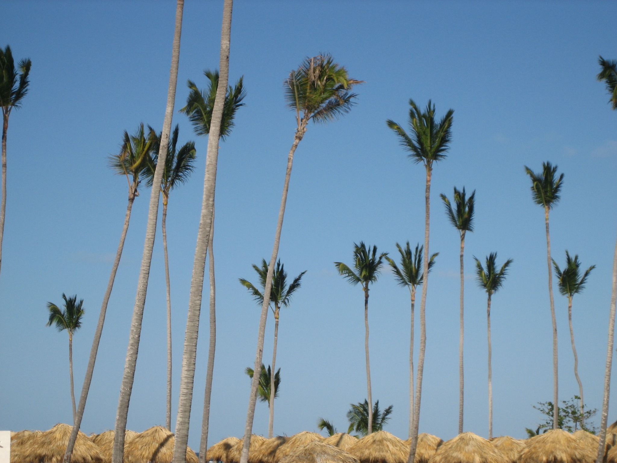 Dominican Republic Palm Trees free image download