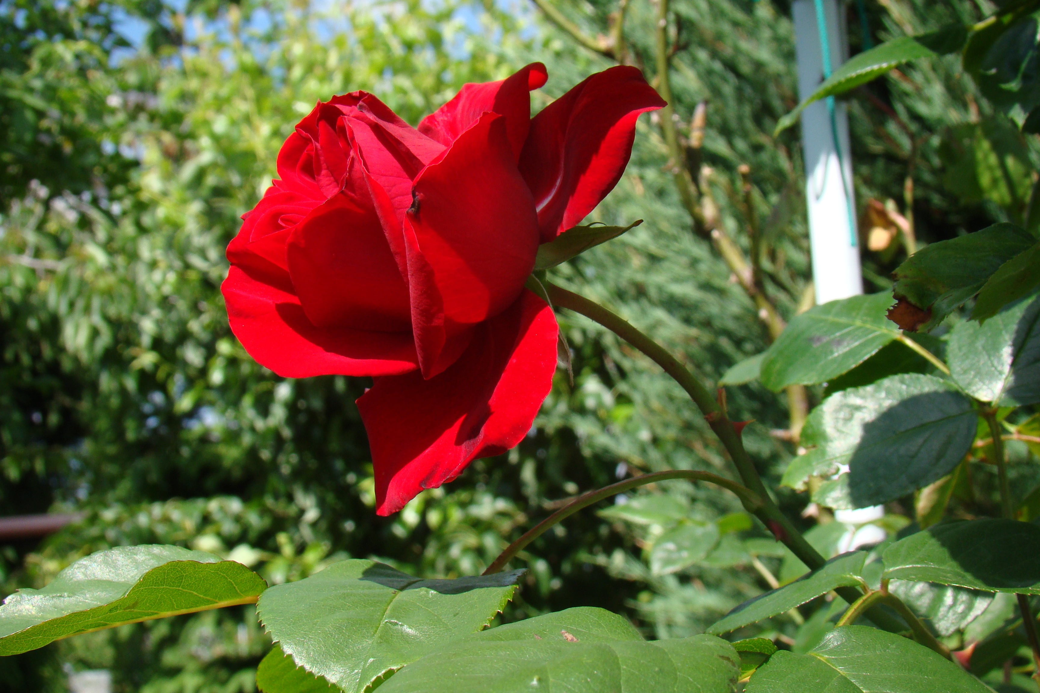 Red Rose The Plot free image download