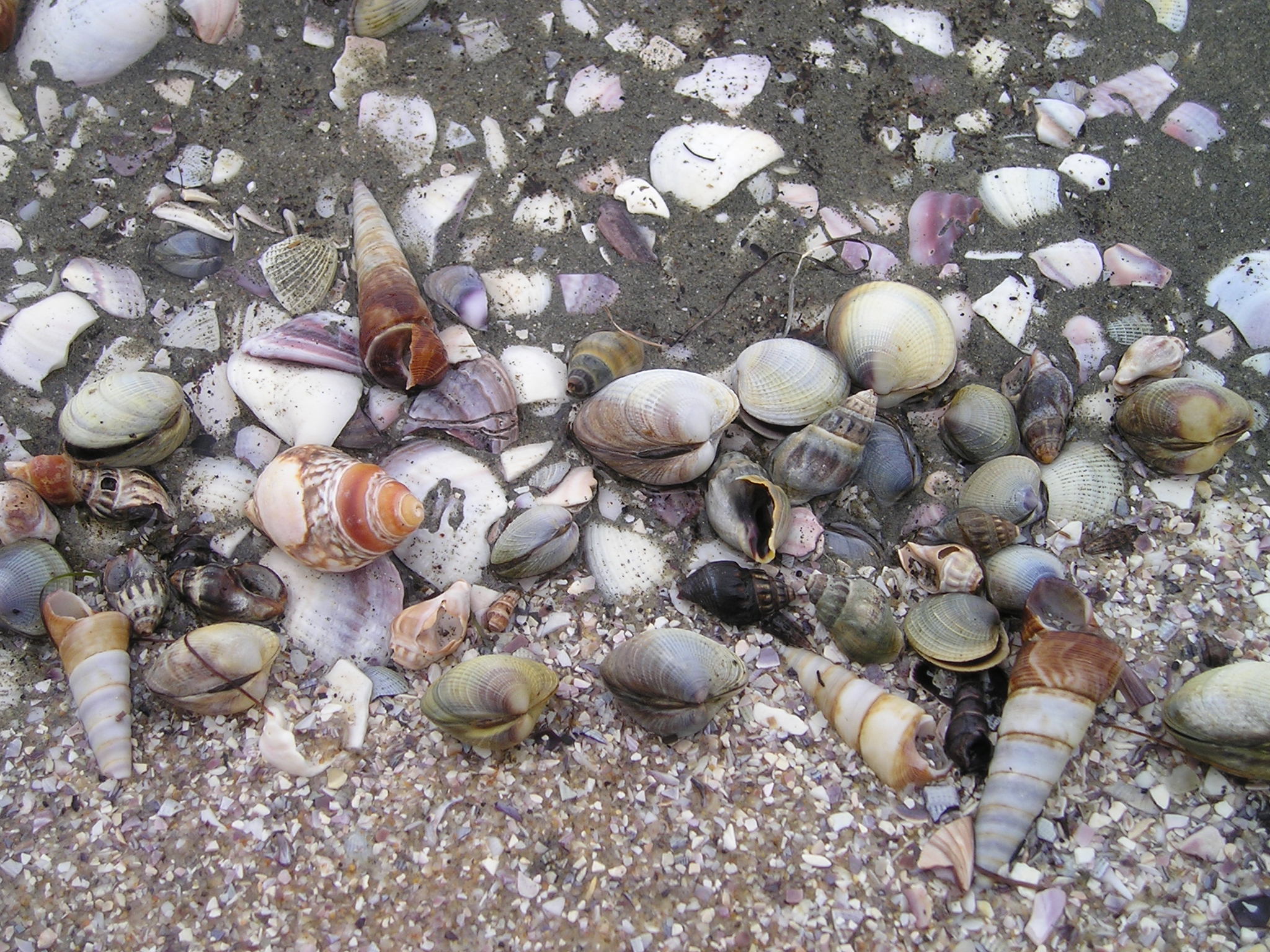 Mussels and shells on south island in new zealand free image download