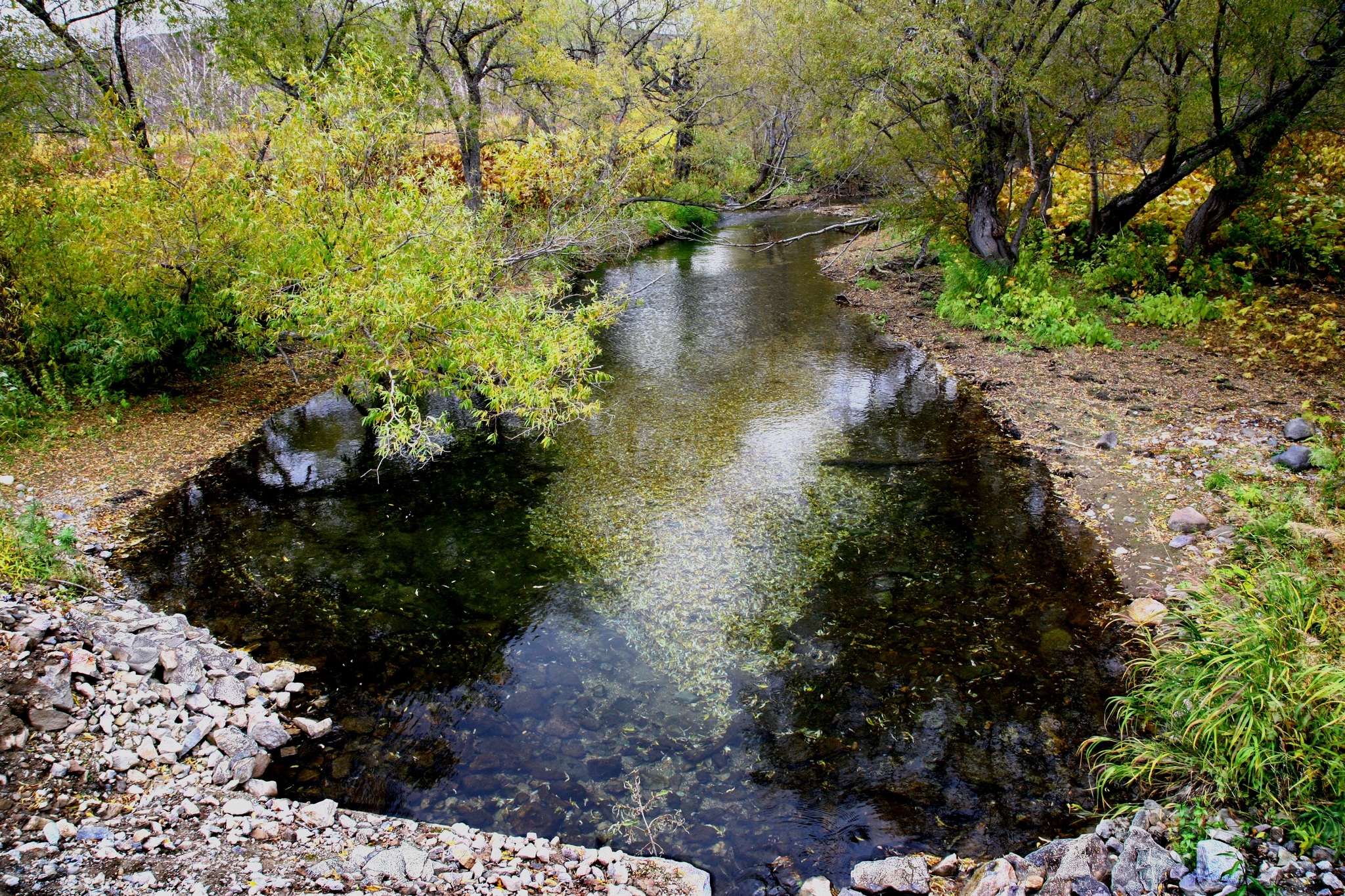 Forest Small River Body Of Water free image download
