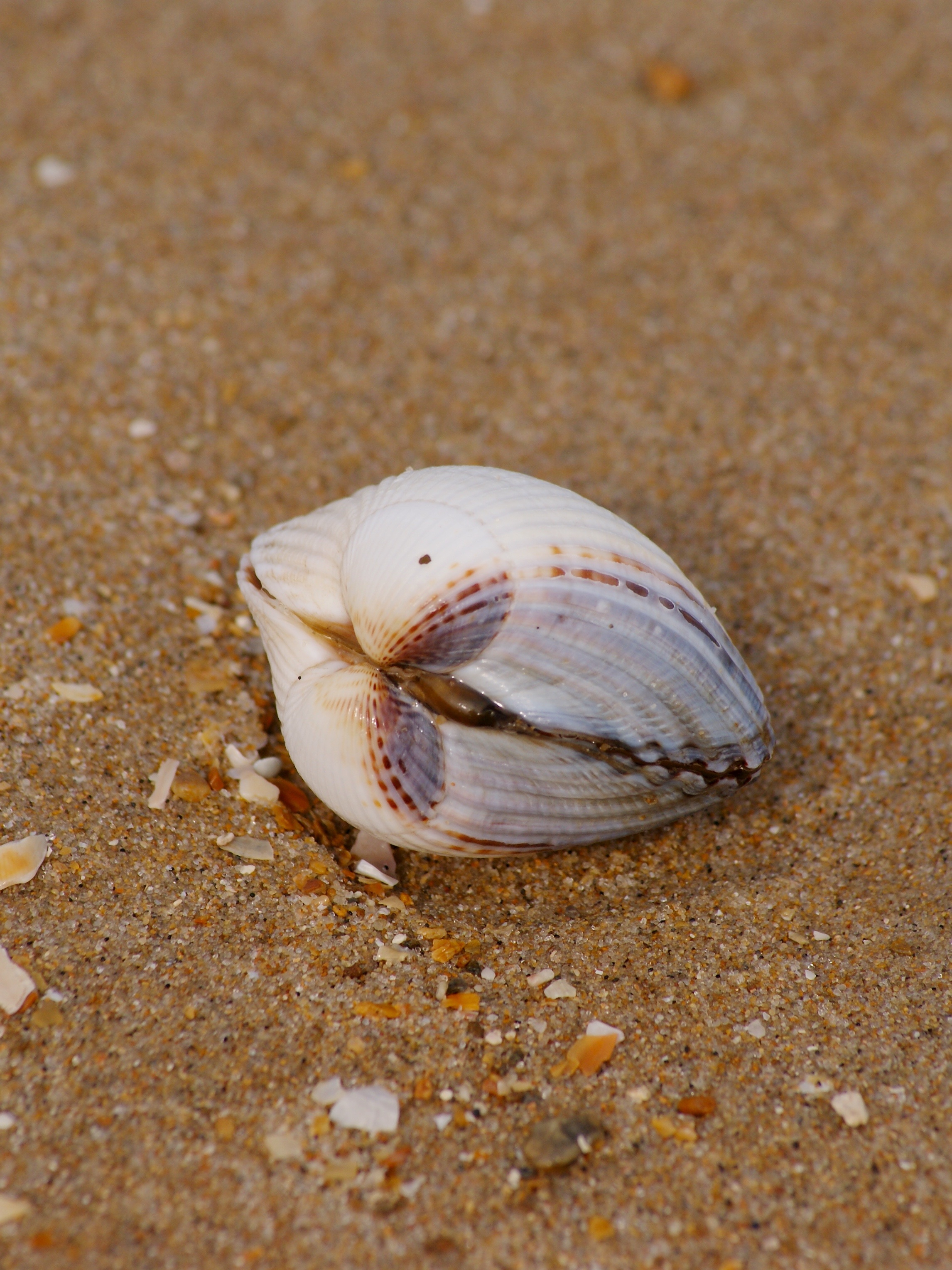 Shell Beach Sand free image download