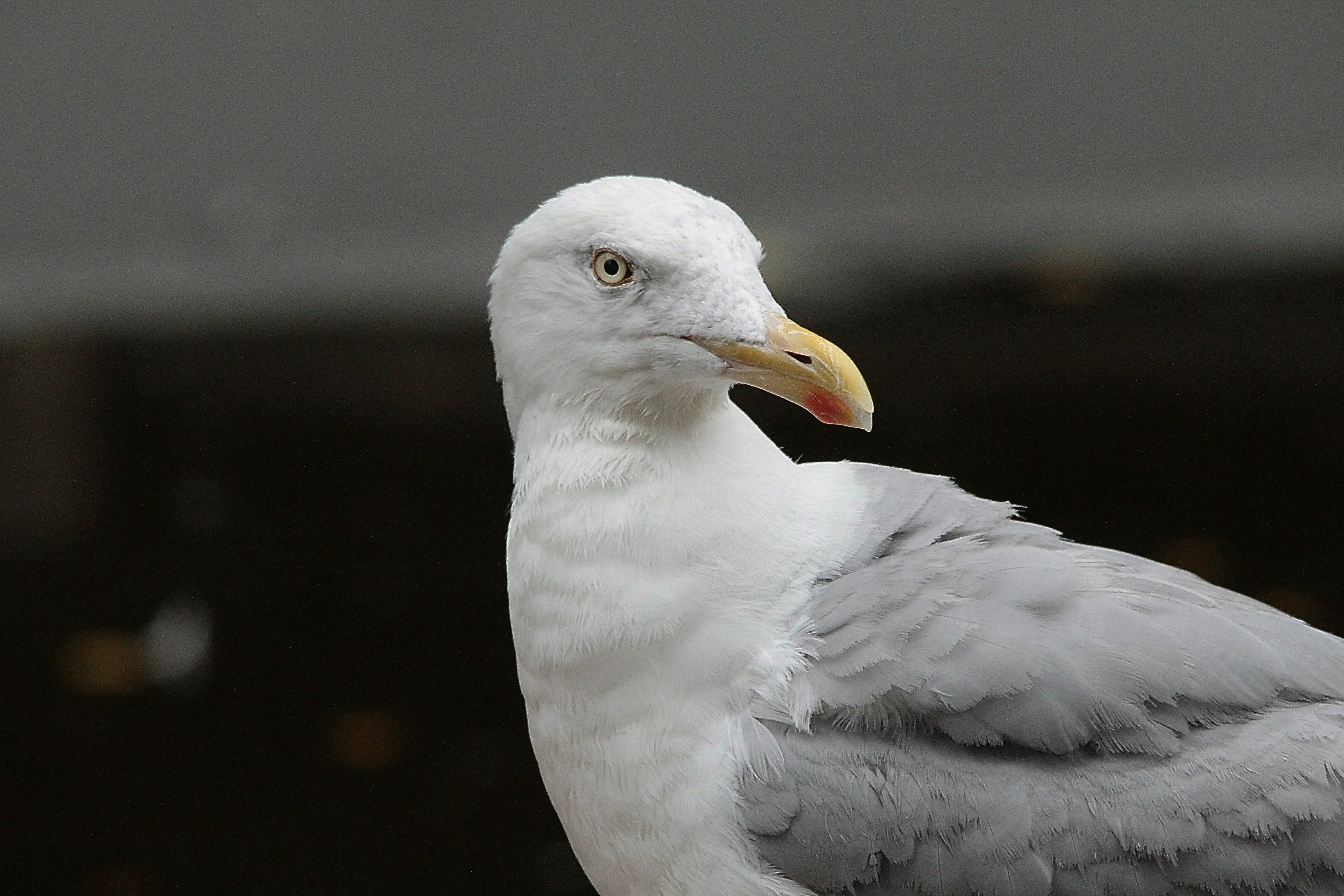 Larus Herring Gull free image download