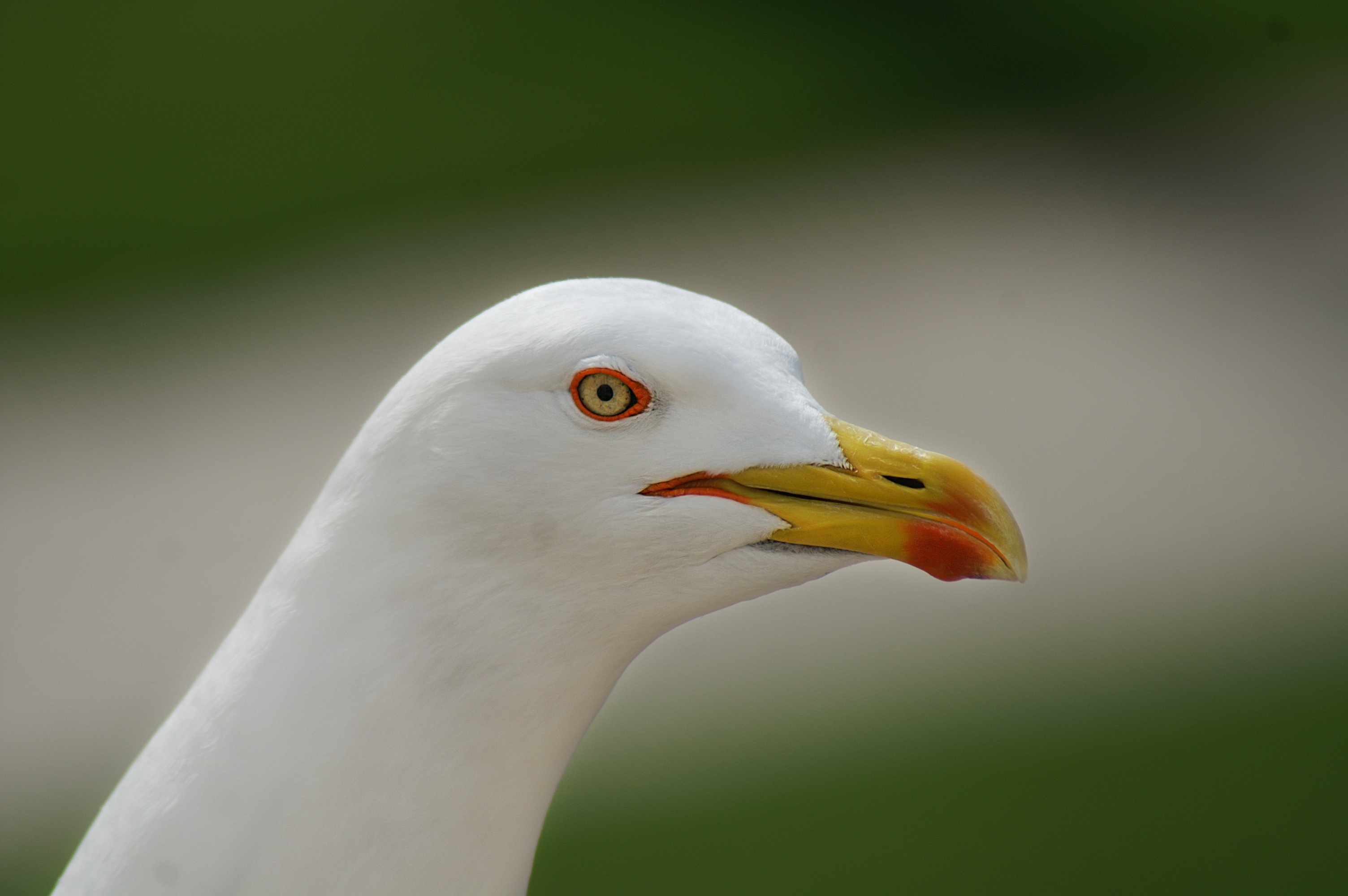 Seagull Sea Bird Water free image download