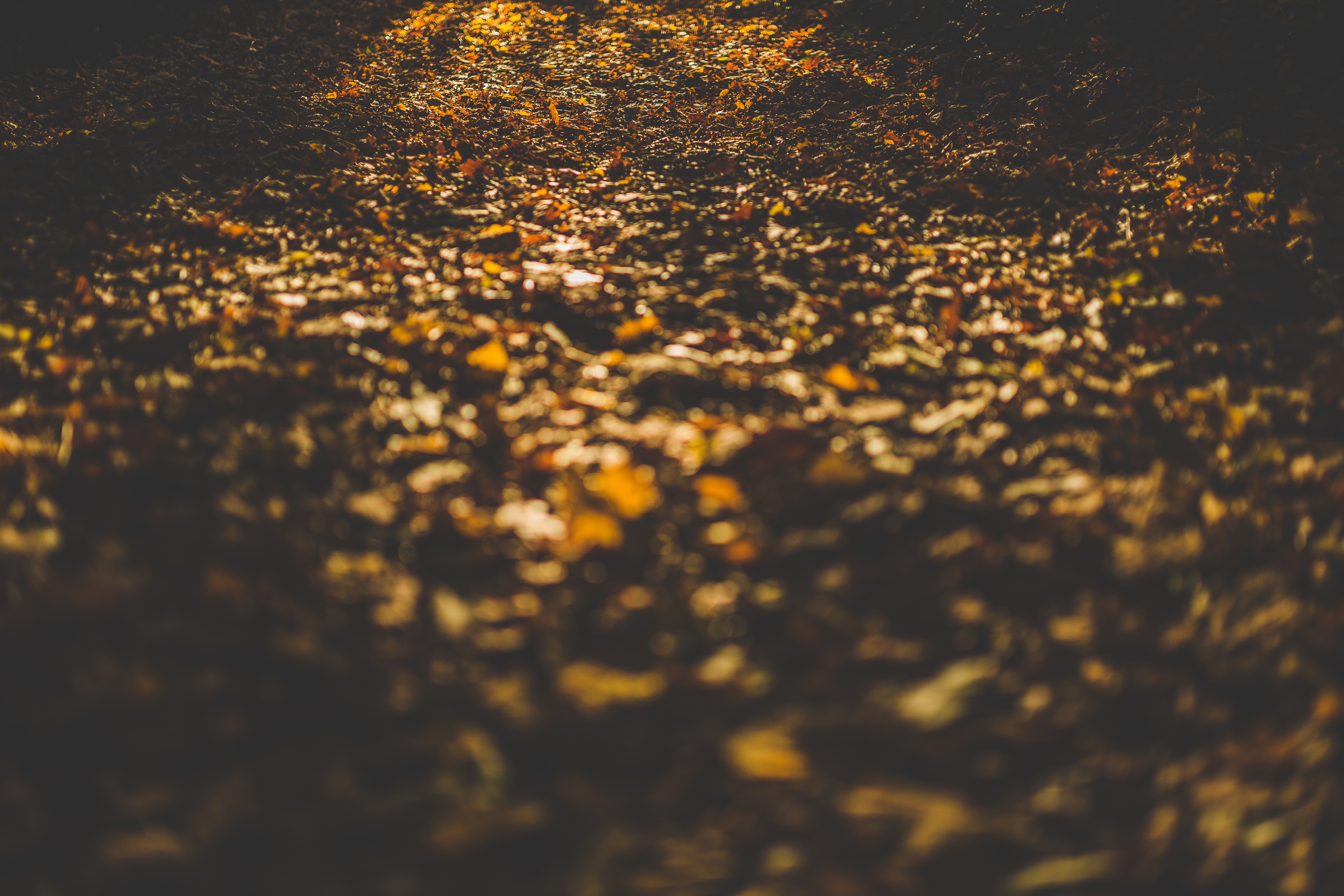 Foliage, shadows, autumn free image download